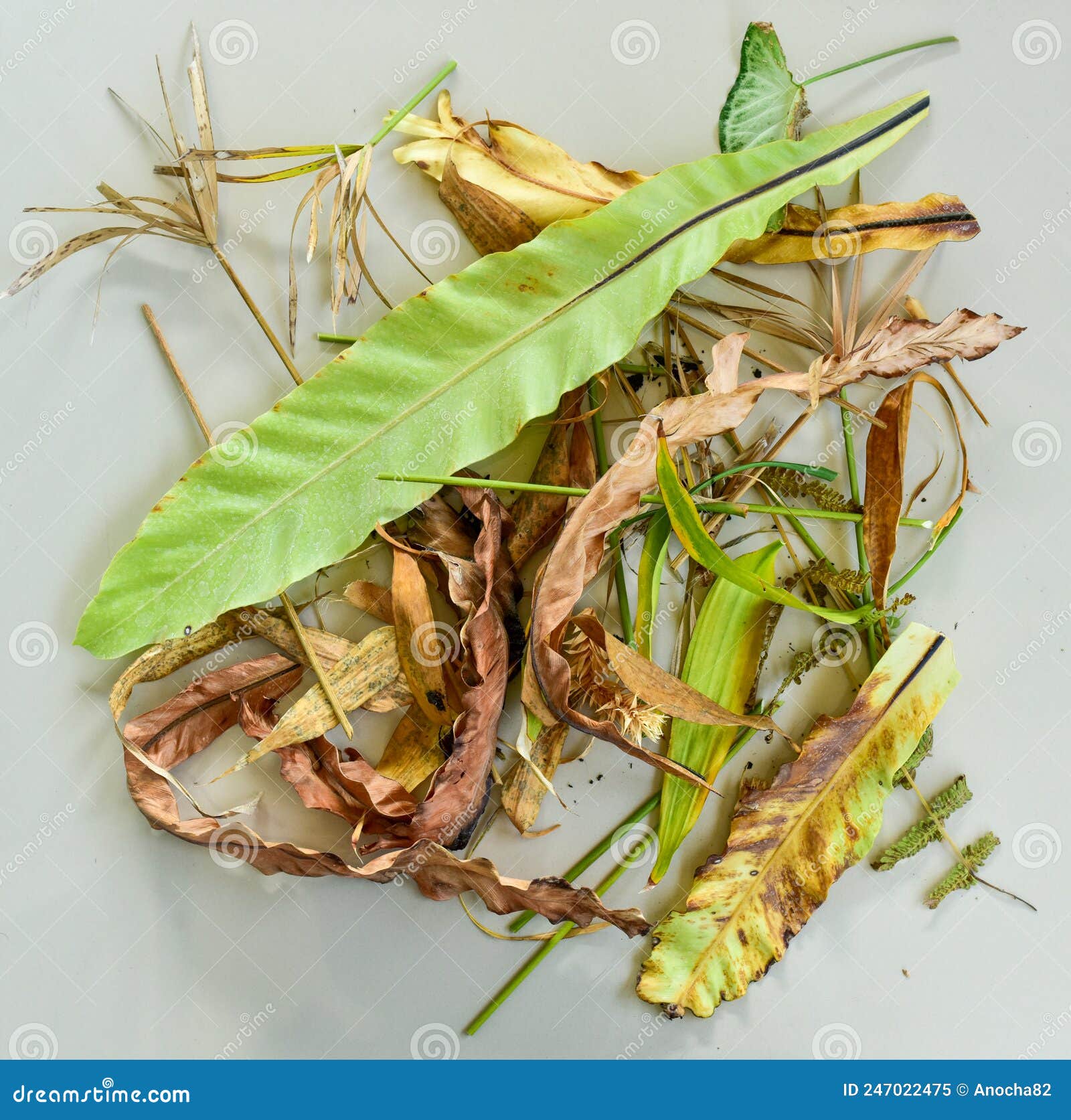 Leaf Fragments on the Ground Stock Image - Image of moss, leaf: 247022475