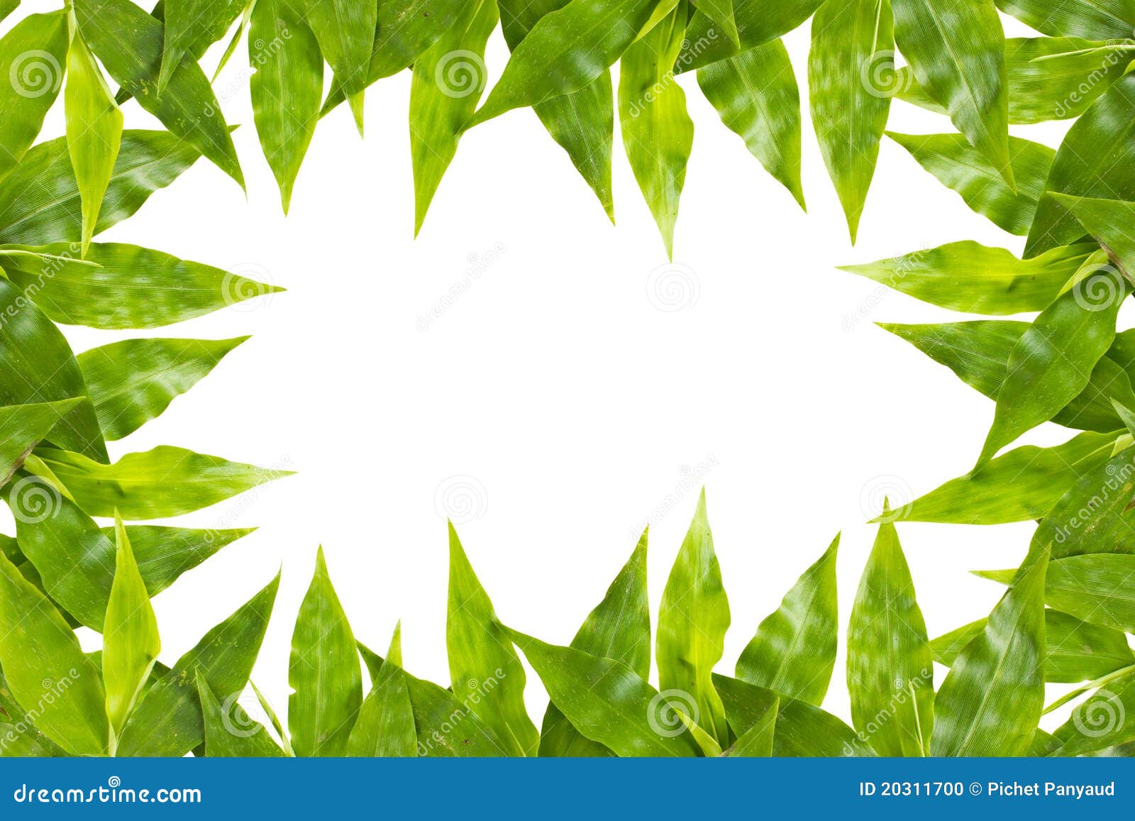 Leaf frame stock photo. Image of young, clipping, element - 20311700