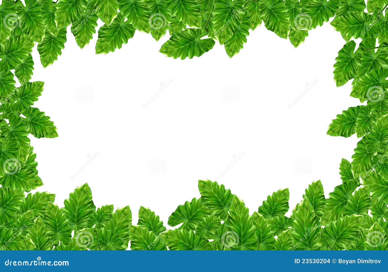 Leaf frame stock photo. Image of elephant, araceae, evergreen - 23530204