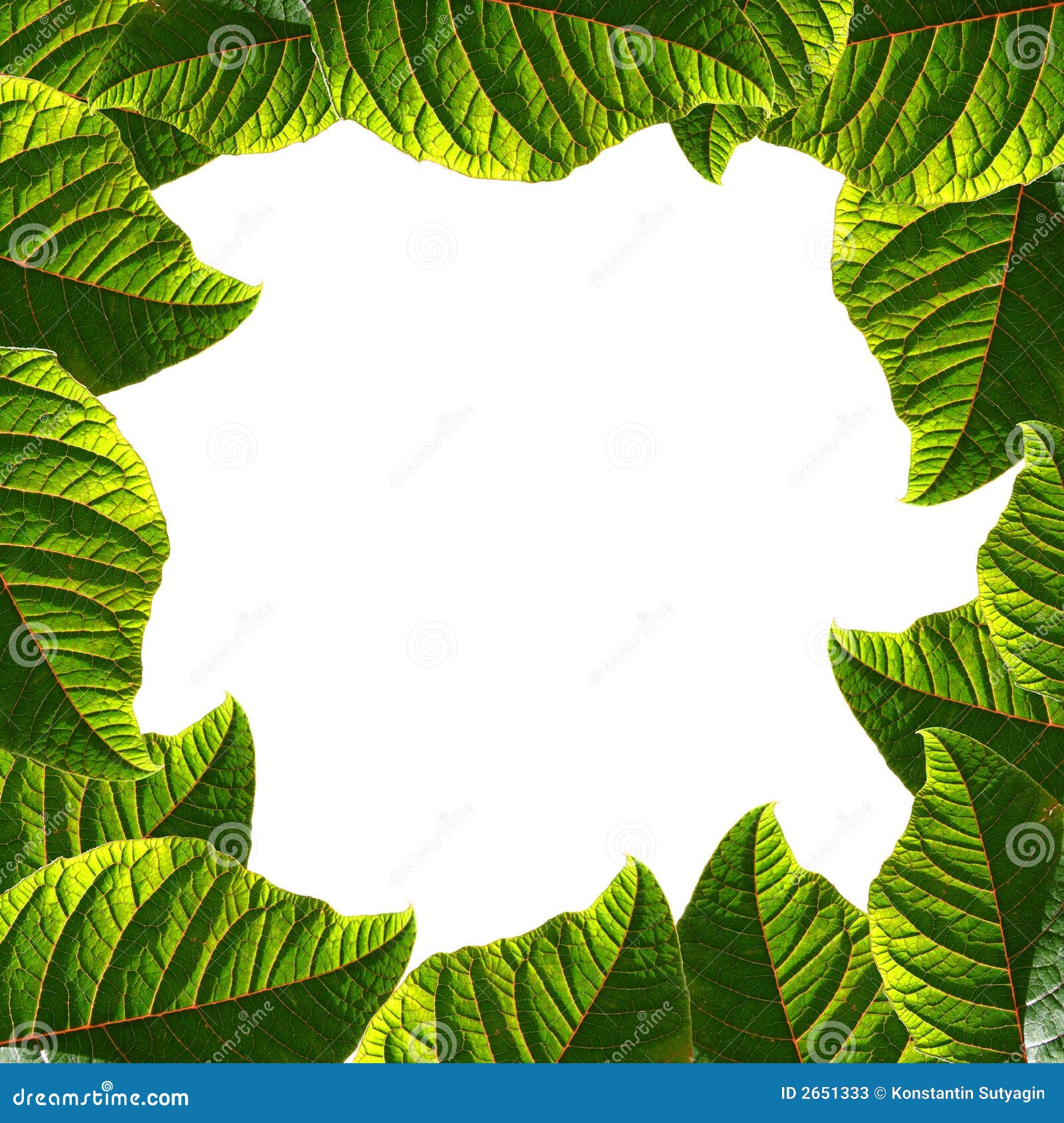 Leaf frame stock image. Image of isolated, clean, border - 2651333