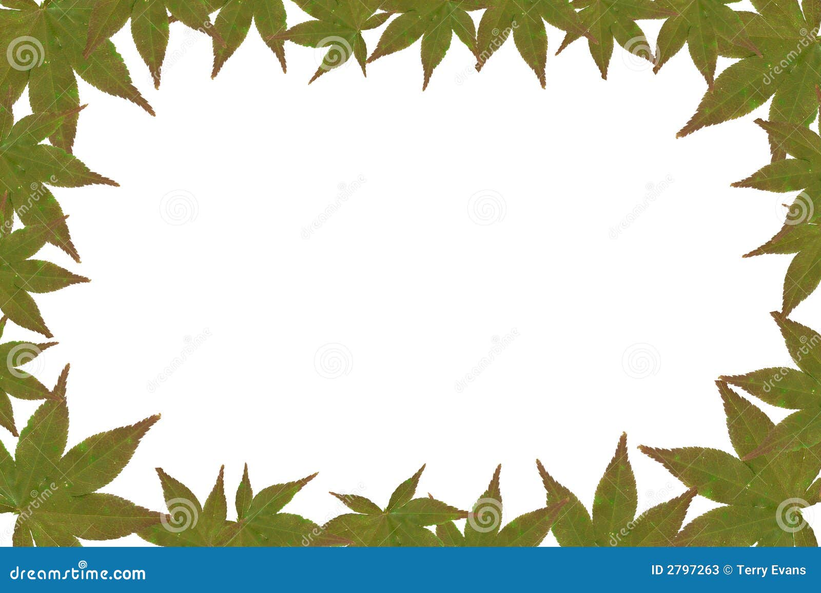 Leaf Frame stock image. Image of white, nature, leaves - 2797263
