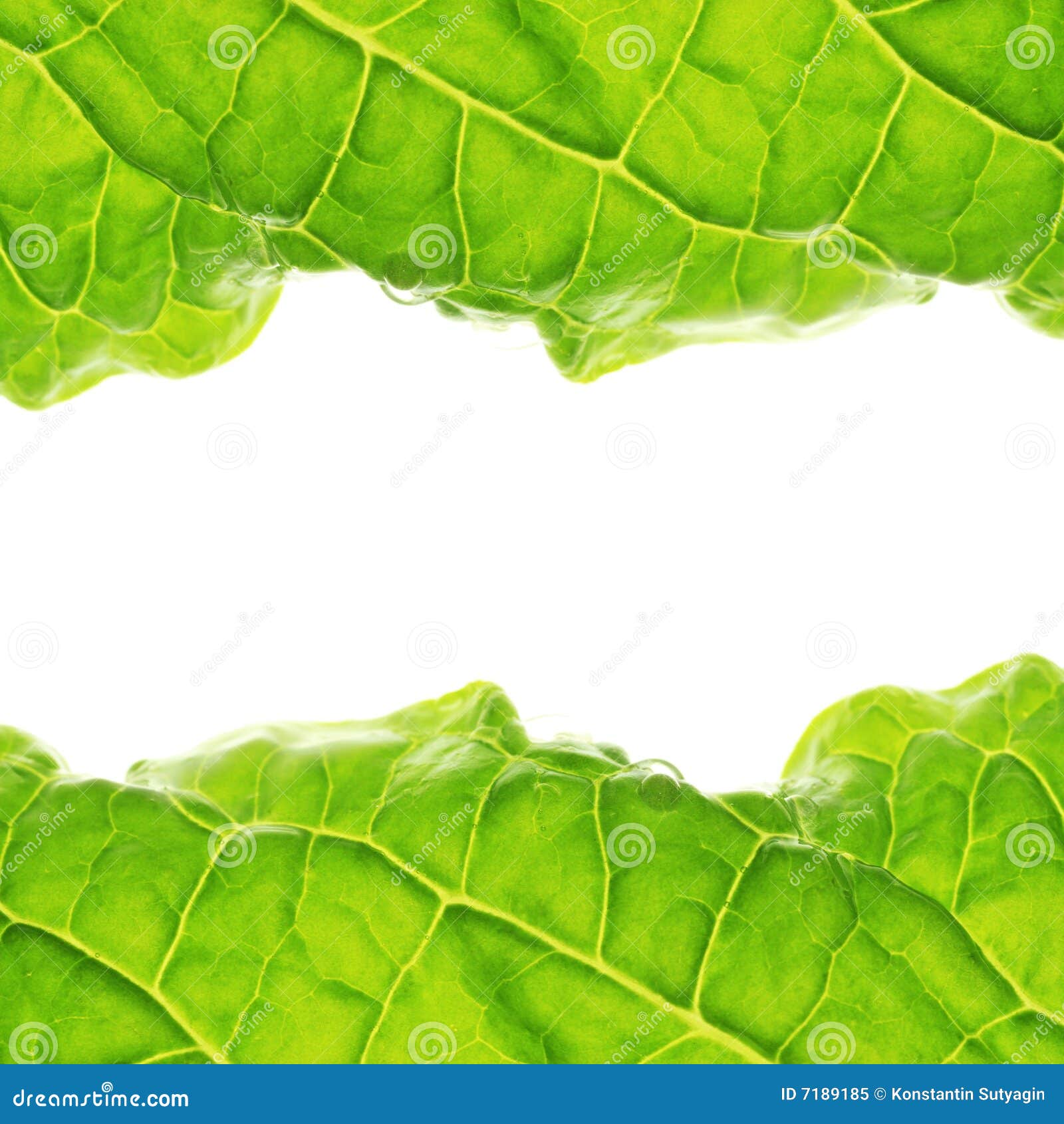 Leaf frame stock image. Image of macro, bright, green - 7189185