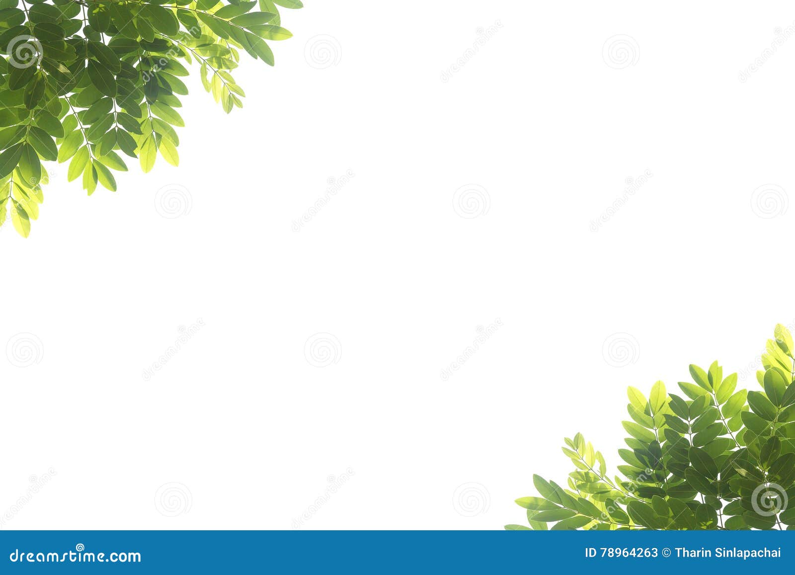 Leaf stock image. Image of frame, flora, fresh, closeup - 78964263