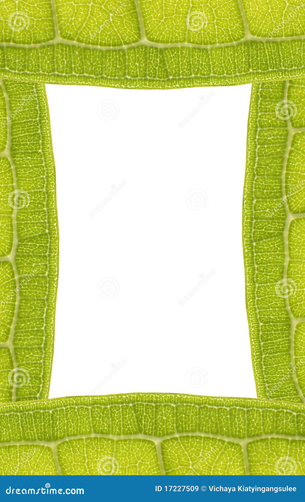 Leaf Frame with Empty Space Stock Image - Image of natural, detail ...