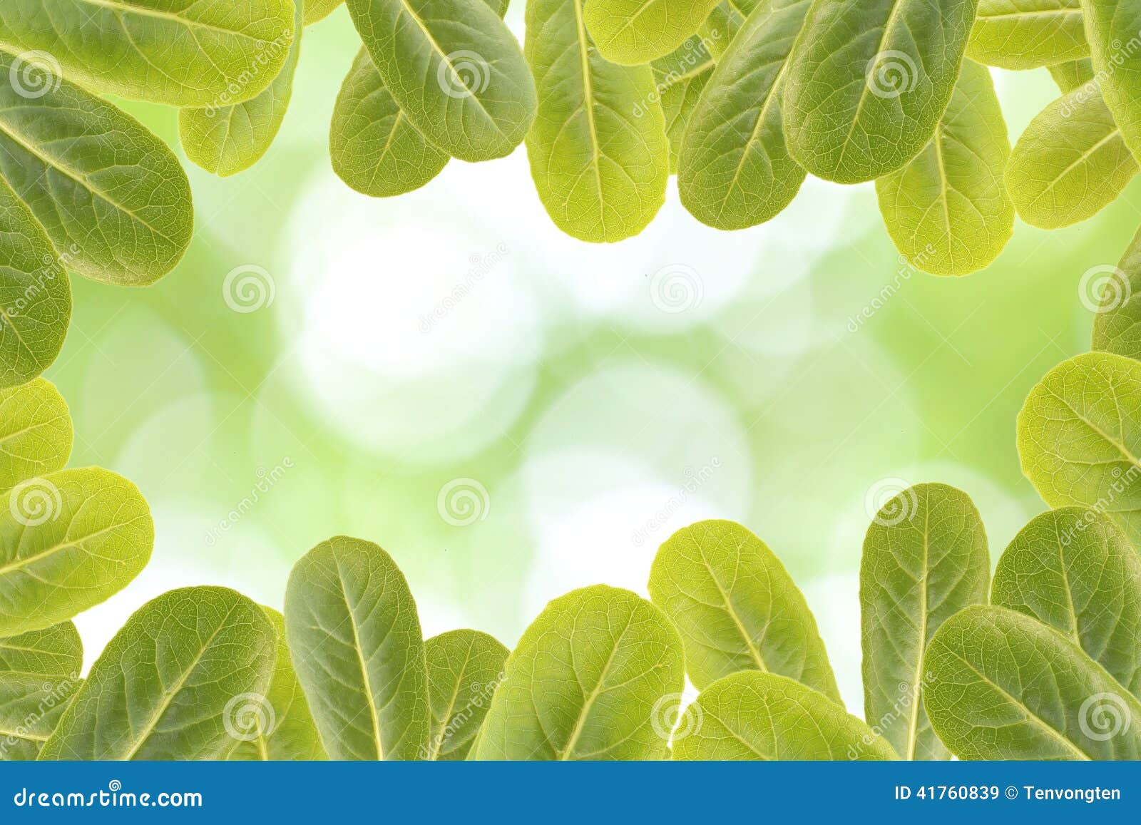Leaf frame stock image. Image of branch, center, space - 41760839