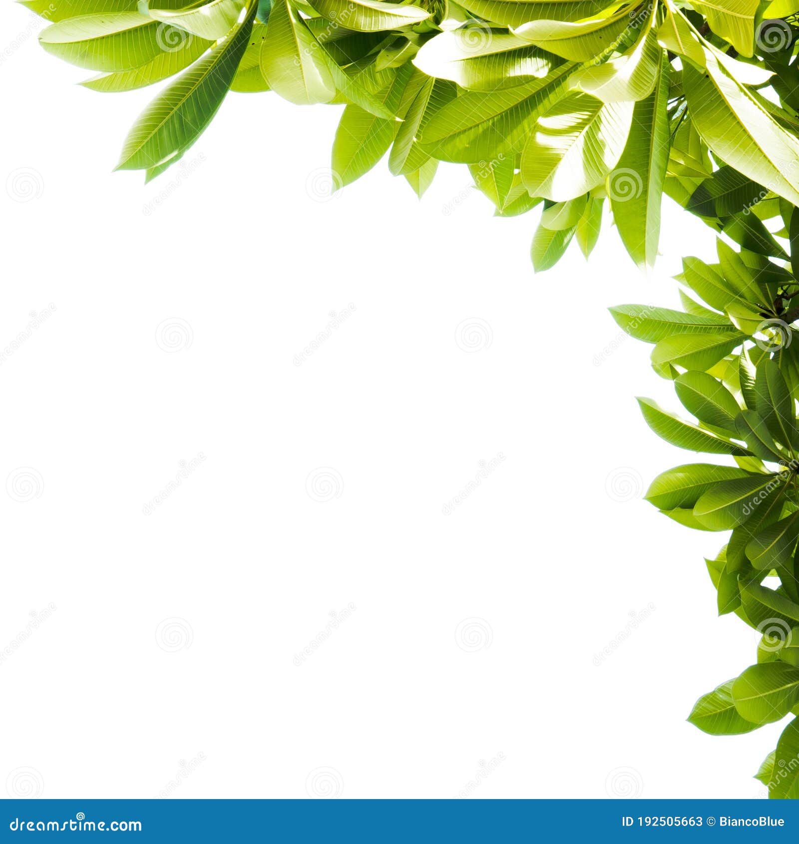 Leaf frame stock image. Image of leaf, background, closeup - 192505663