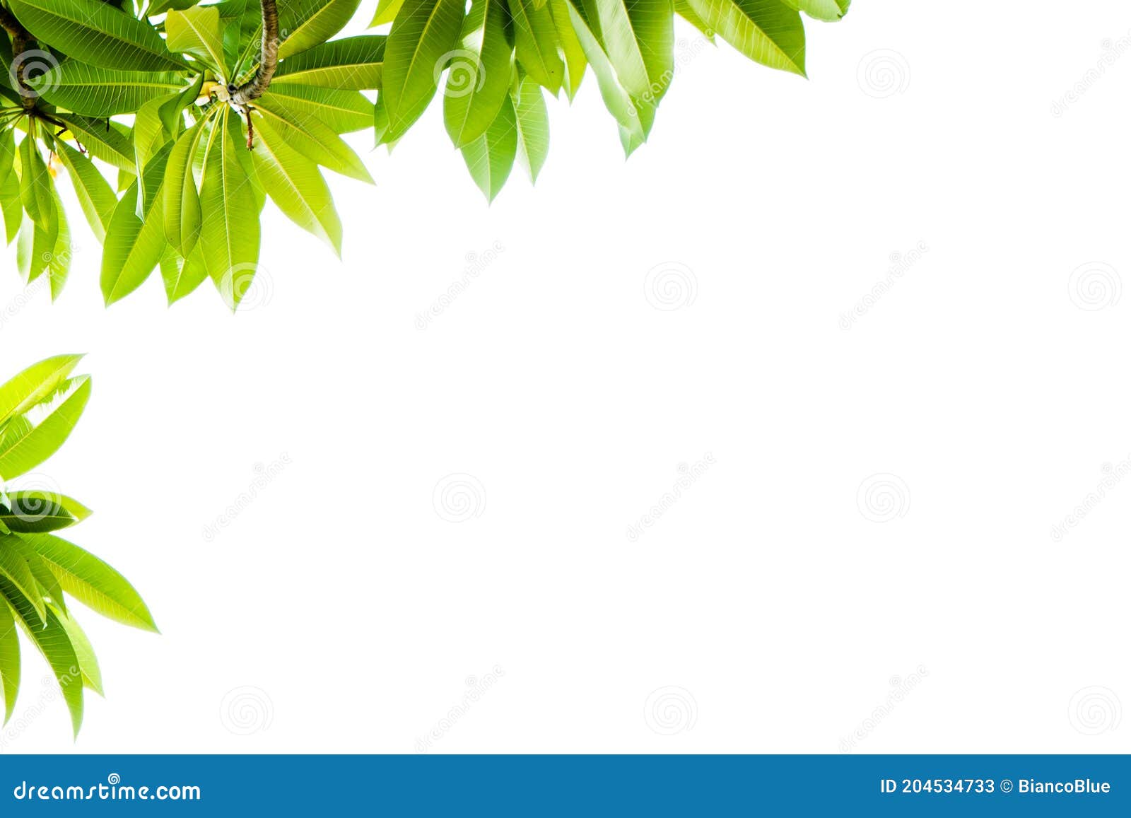 Leaf frame stock image. Image of sunny, ecology, summer - 204534733