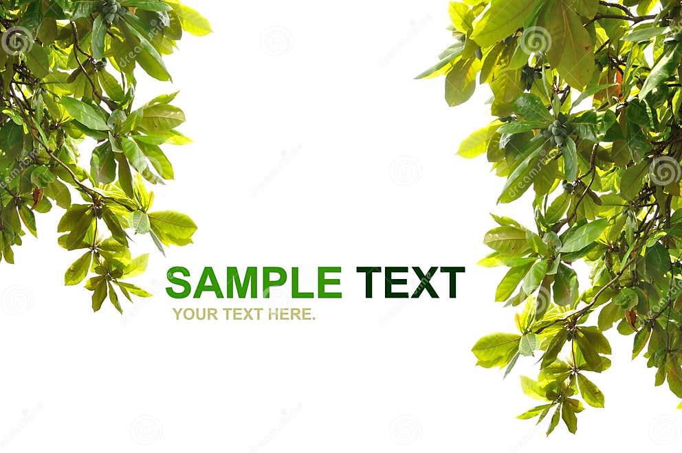 Leaf frame stock image. Image of stick, white, shaft - 43587747