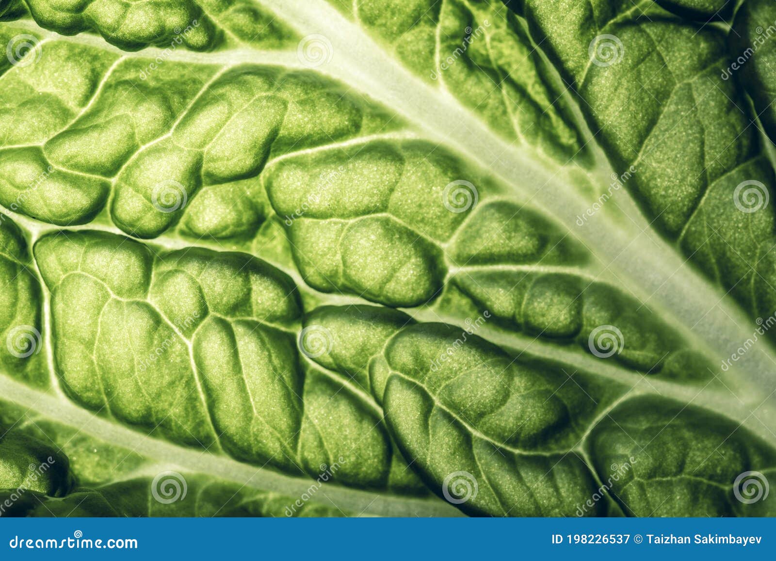 Leaf of Fresh Chinese Cabbage or Napa Cabbage Texture Stock Image ...