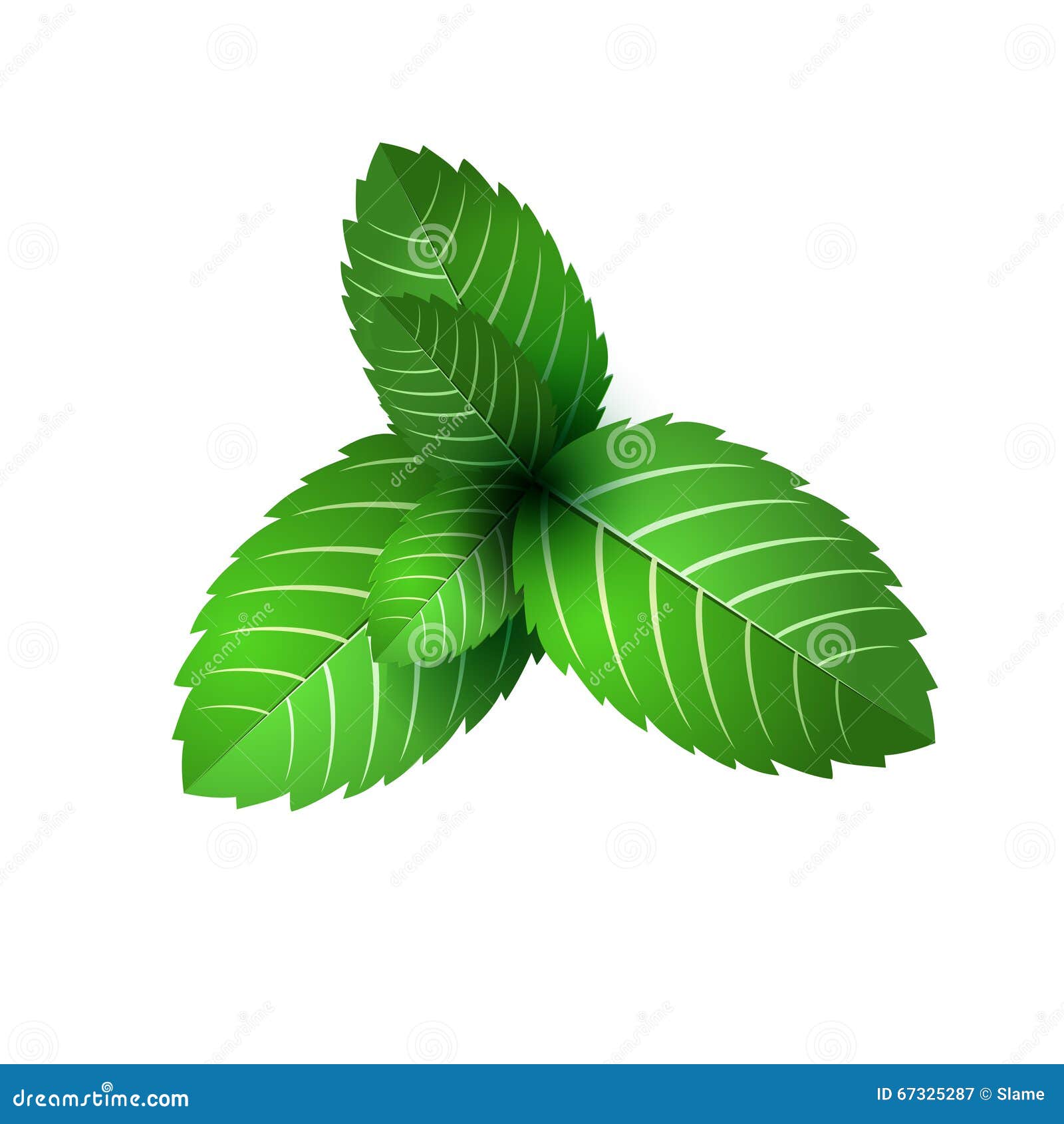 Leaf of Fresh Mint. Bunch of Mint Vector Object Stock Vector ...