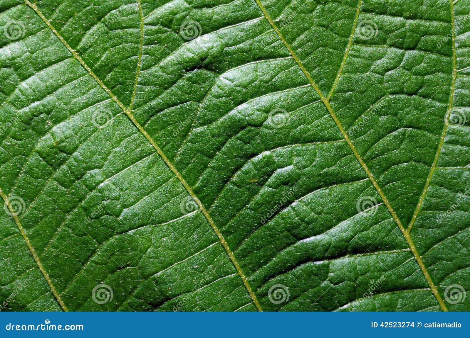 Leaf front texture closeup stock photo. Image of leaf - 42523274