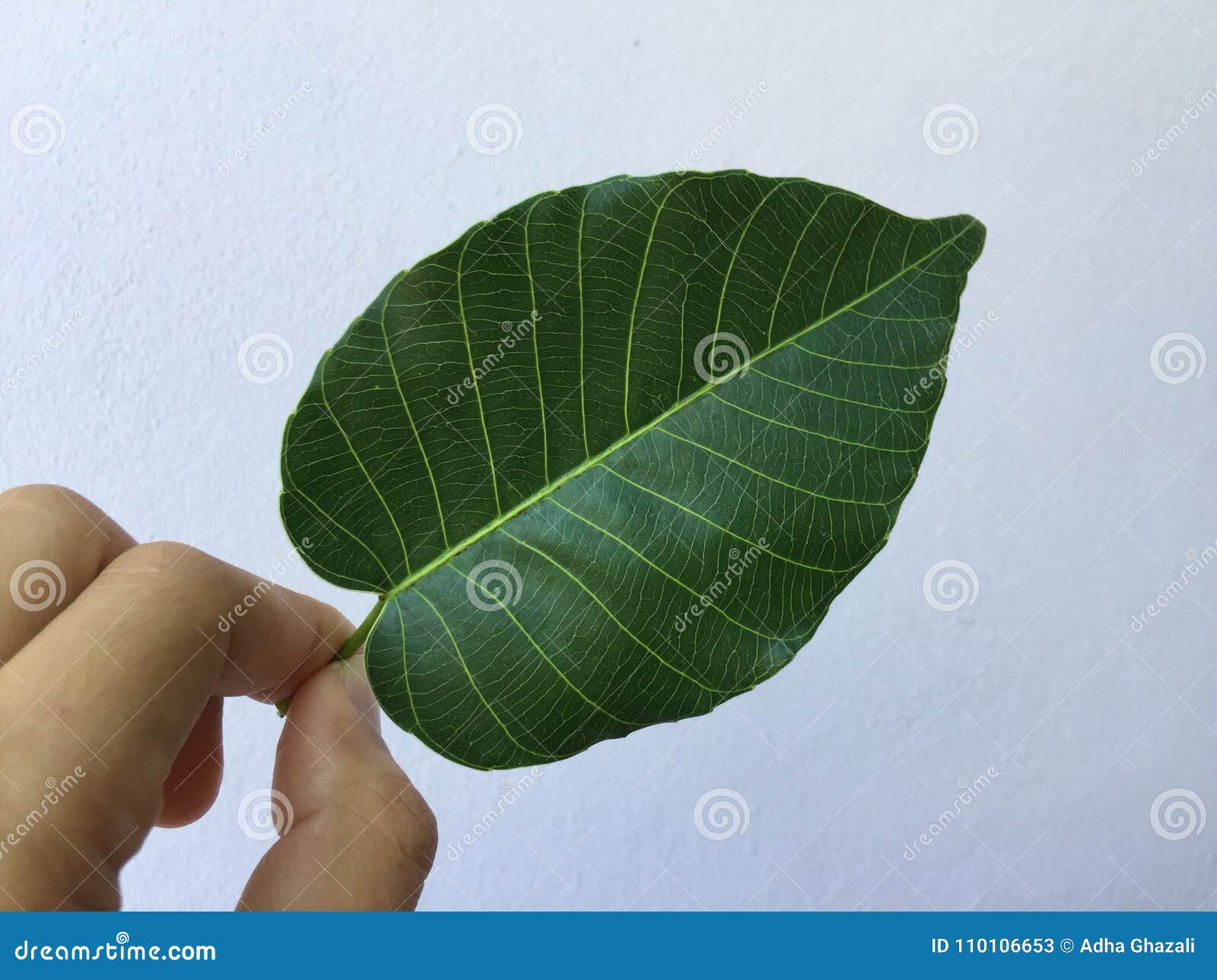 Leaf Front View with Detail Stock Image - Image of view, detail: 110106653
