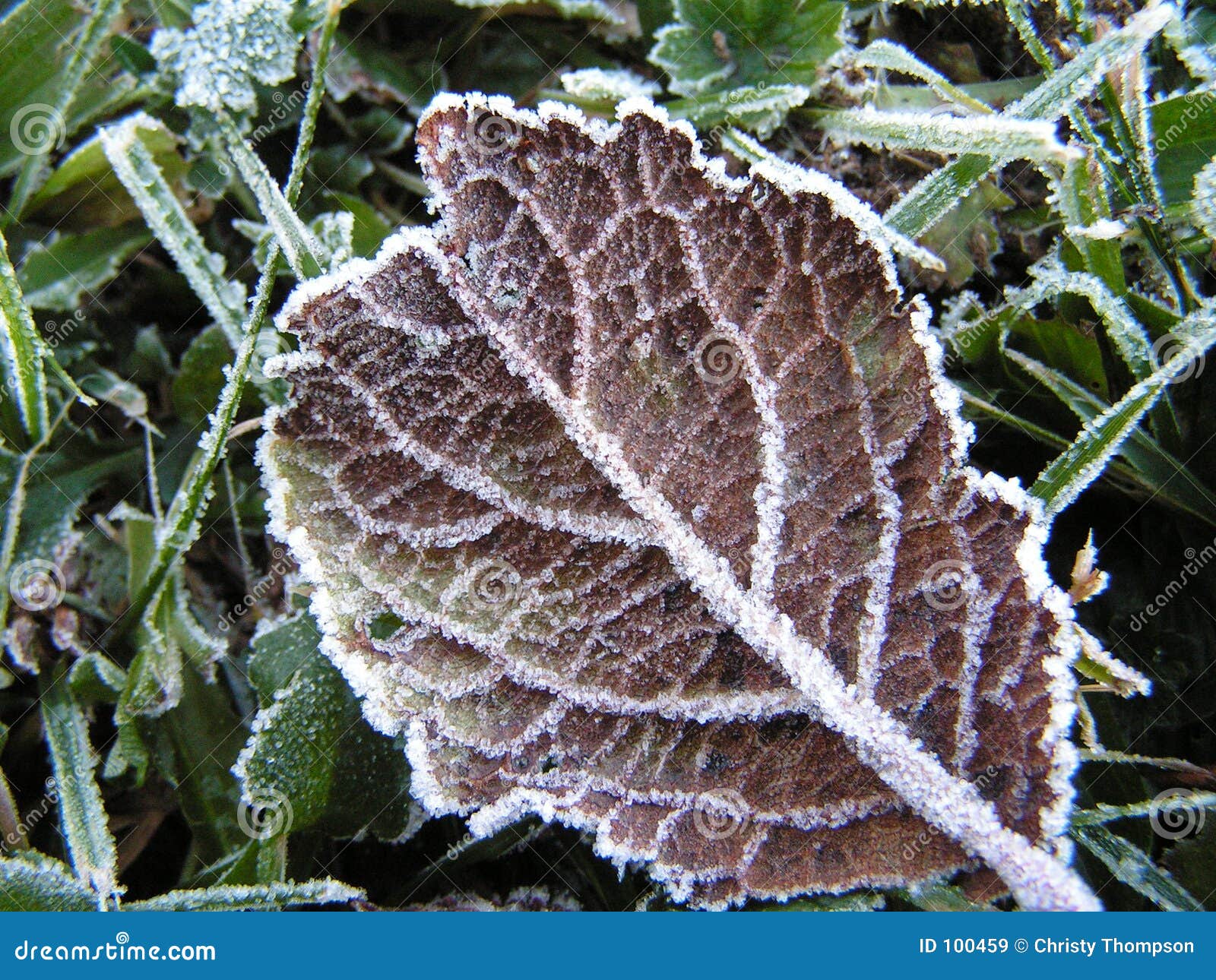 Leaf with frost stock image. Image of autumn, frost, freezing - 100459