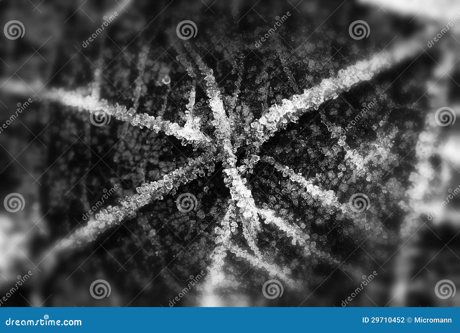 Leaf with frost coating stock photo. Image of coating - 29710452