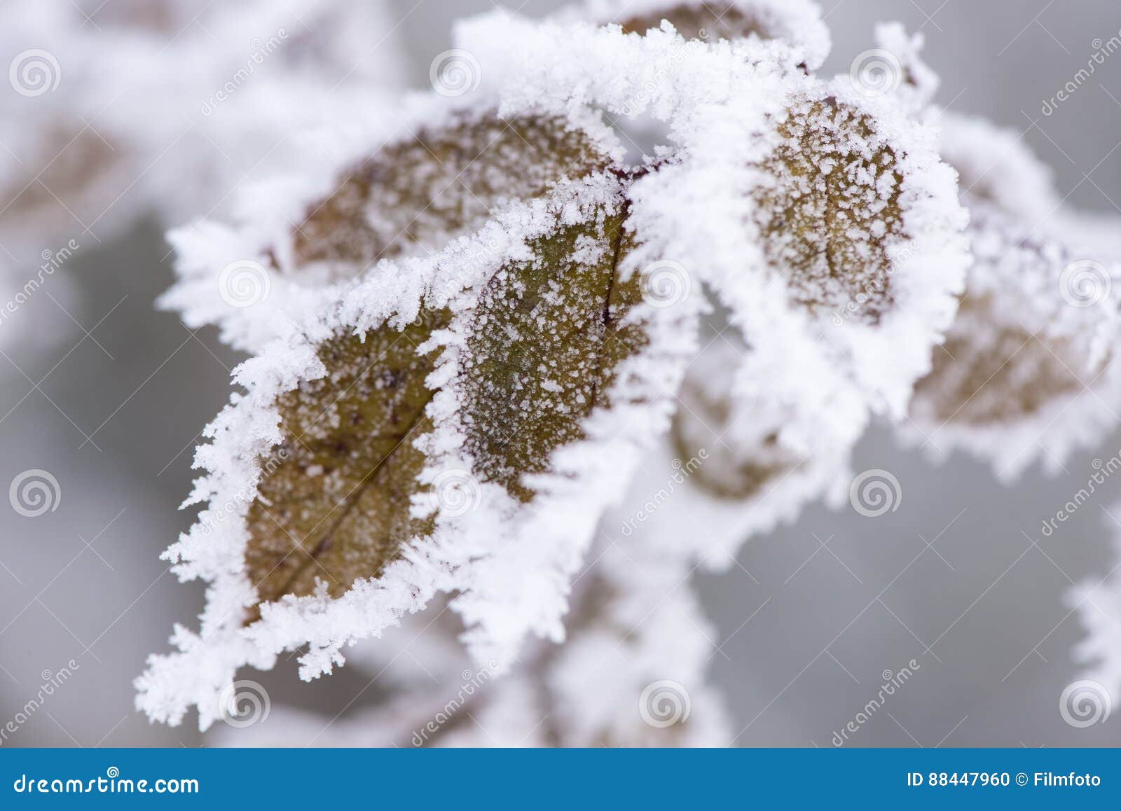 Leaf with frost and ice stock photo. Image of branch - 88447960