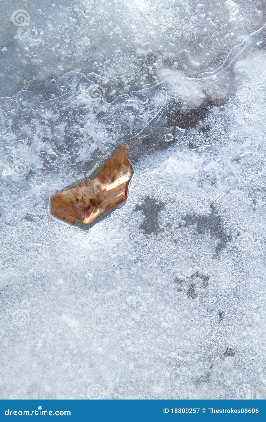Leaf Frozen in Ice stock image. Image of nature, blue - 18809257