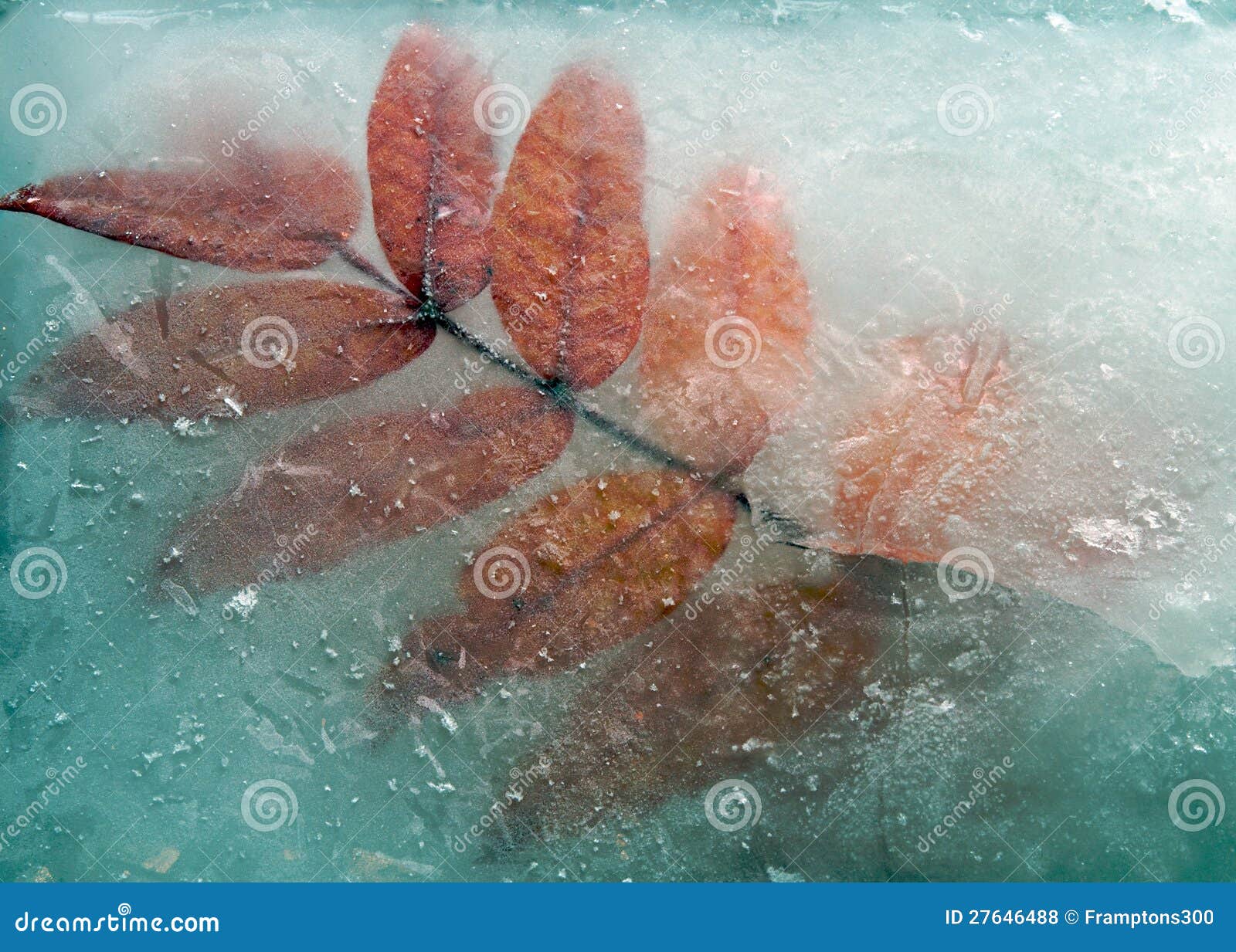 Leaf frozen in ice stock photo. Image of autumn, nature - 27646488