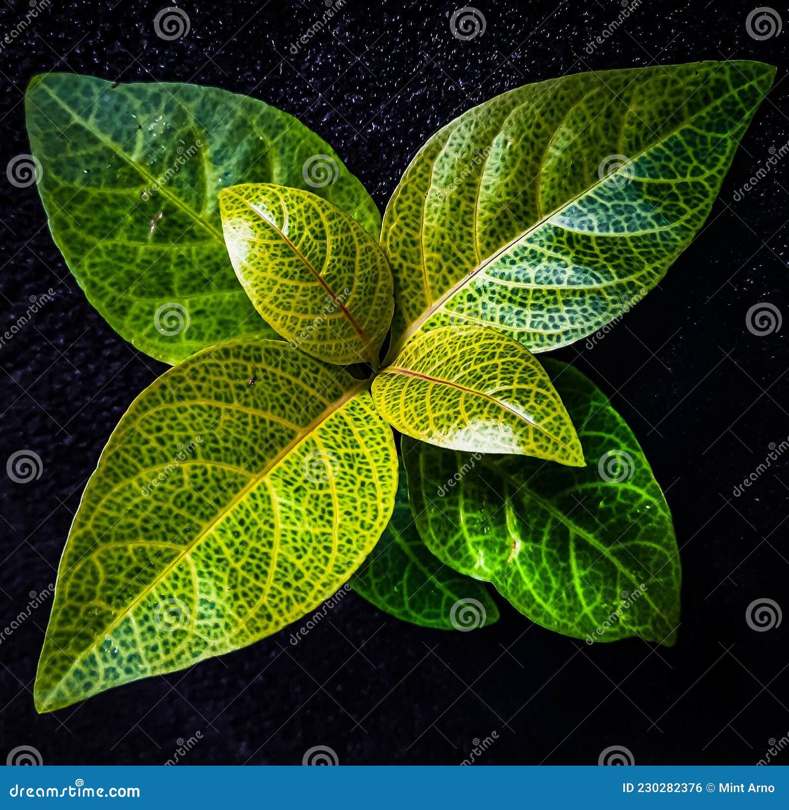 Leaf on galaxy stock photo. Image of beuty, earth, nature - 230282376