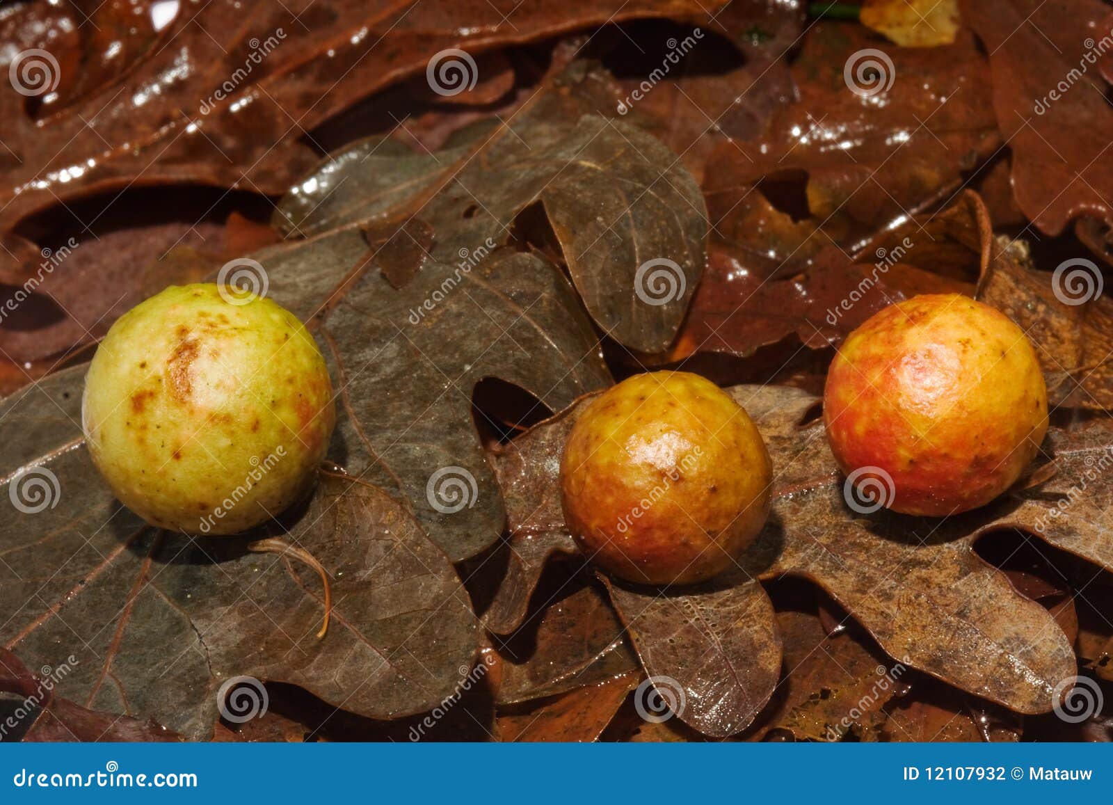 Leaf galls stock photo. Image of wasp, outgrowth, leaf - 12107932