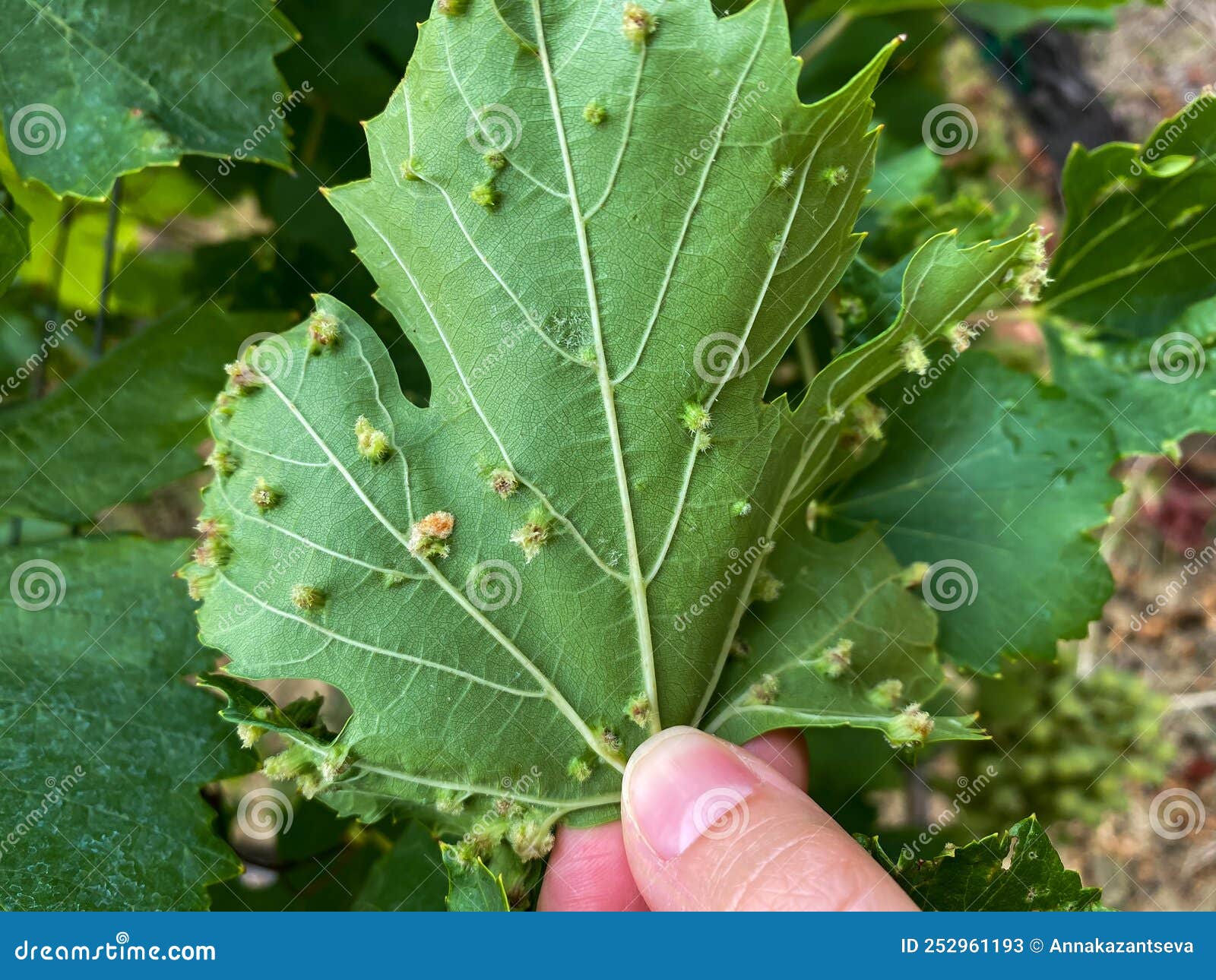 Galls On A Grape Leaf Damaged By Spider Mites In A Vineyard. Diseases ...