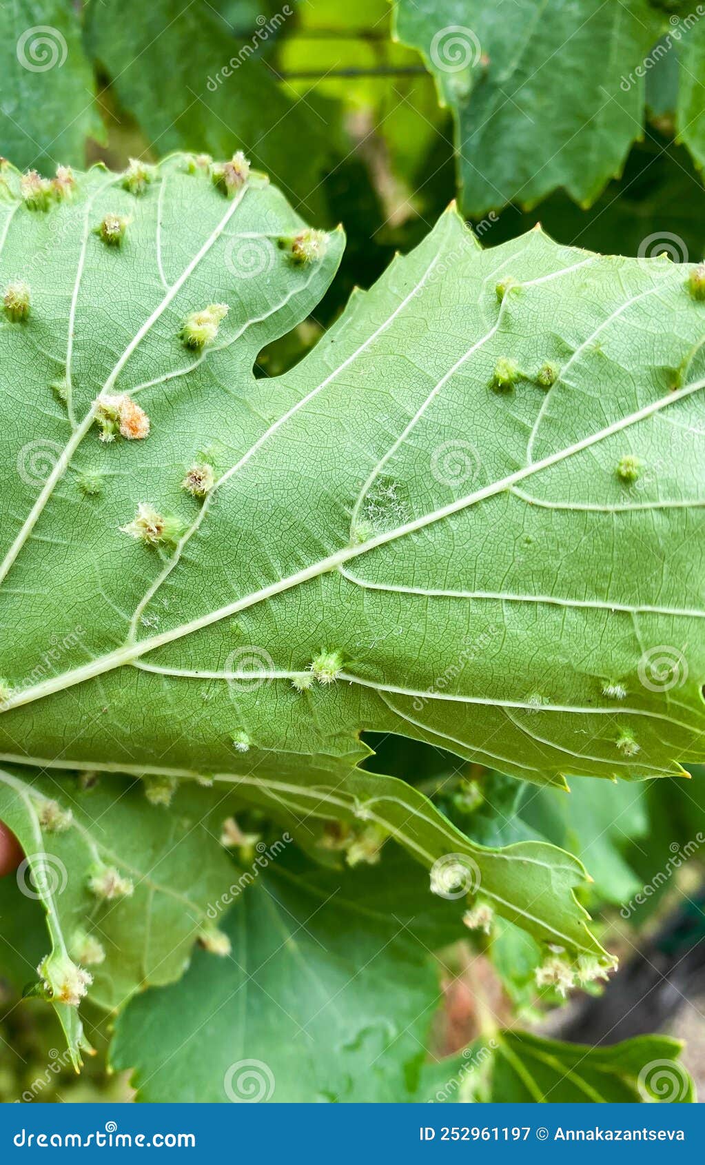 Leaf Galls Plant Disease on Grape Leaves Stock Image - Image of closeup ...