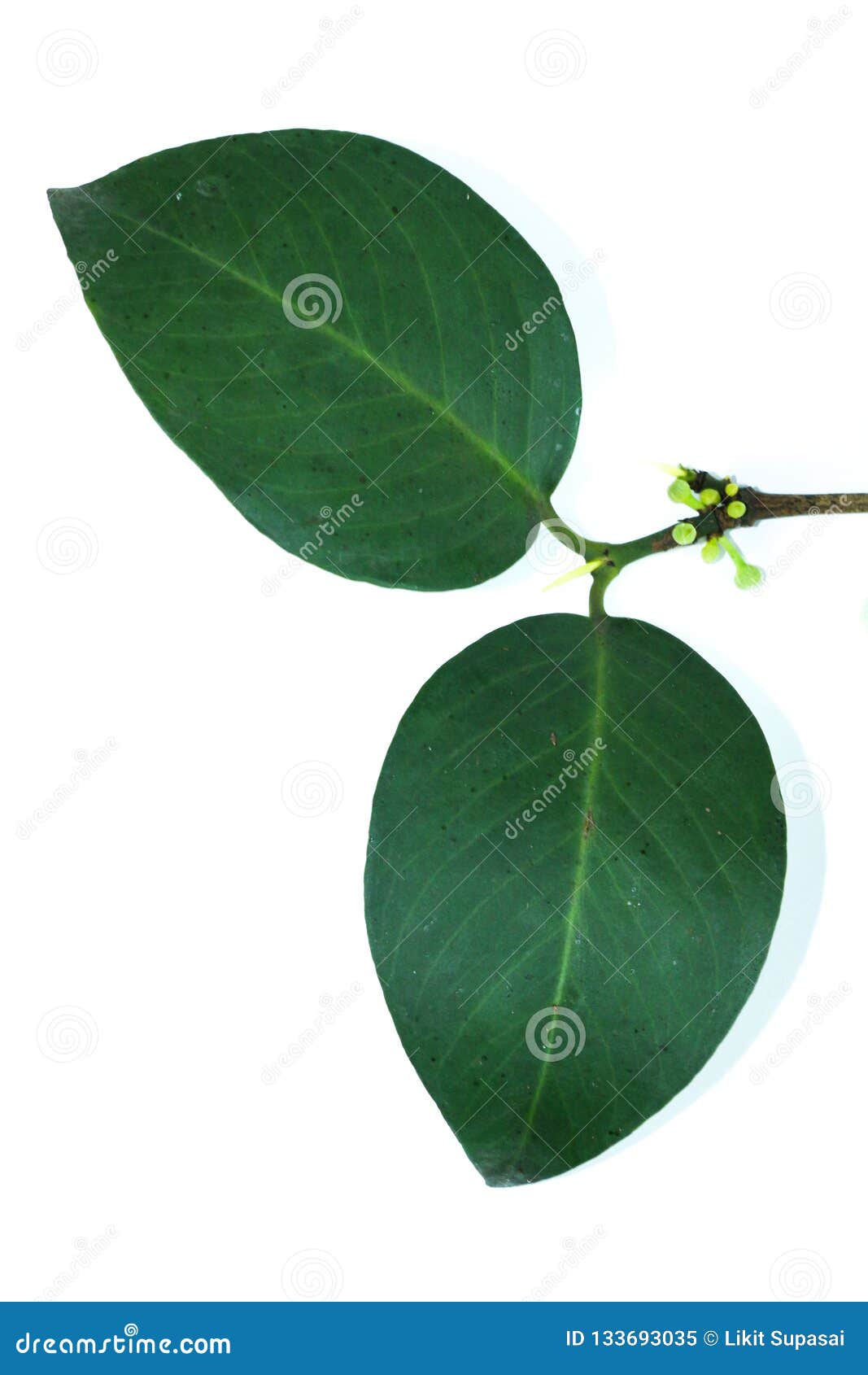 Leaf Gamboge Tree White Background in Studio Stock Image - Image of ...