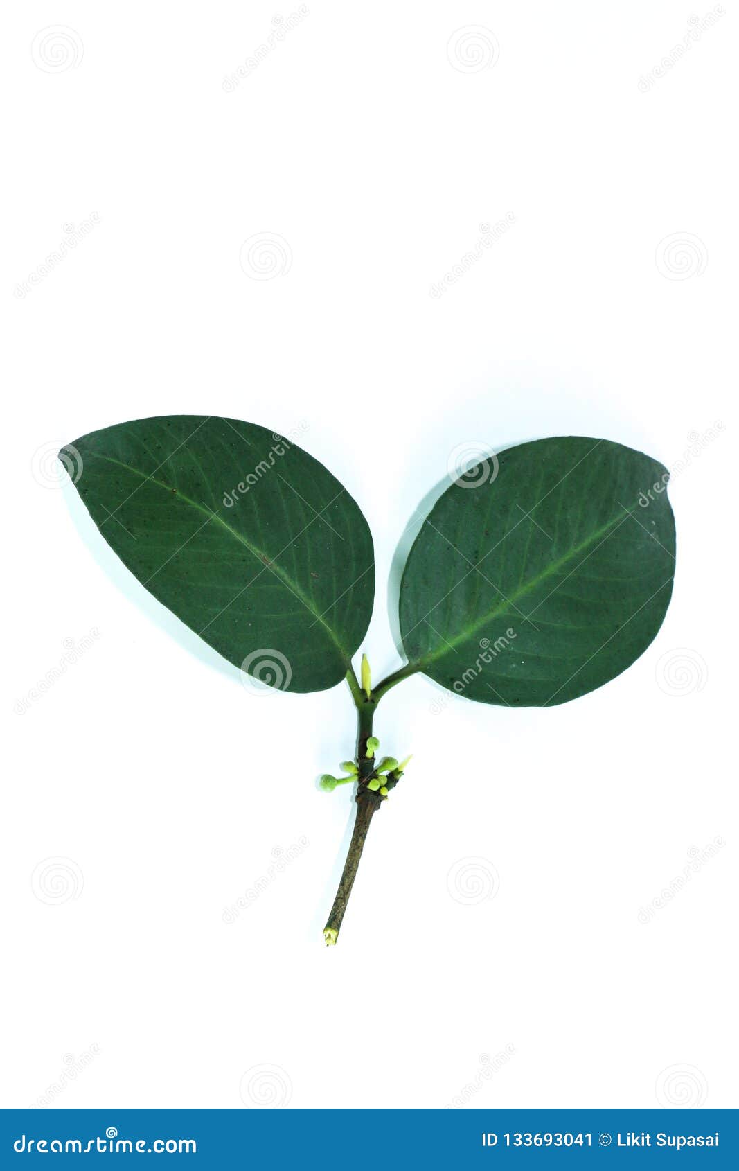 Leaf Gamboge Tree White Background in Studio Stock Image - Image of ...