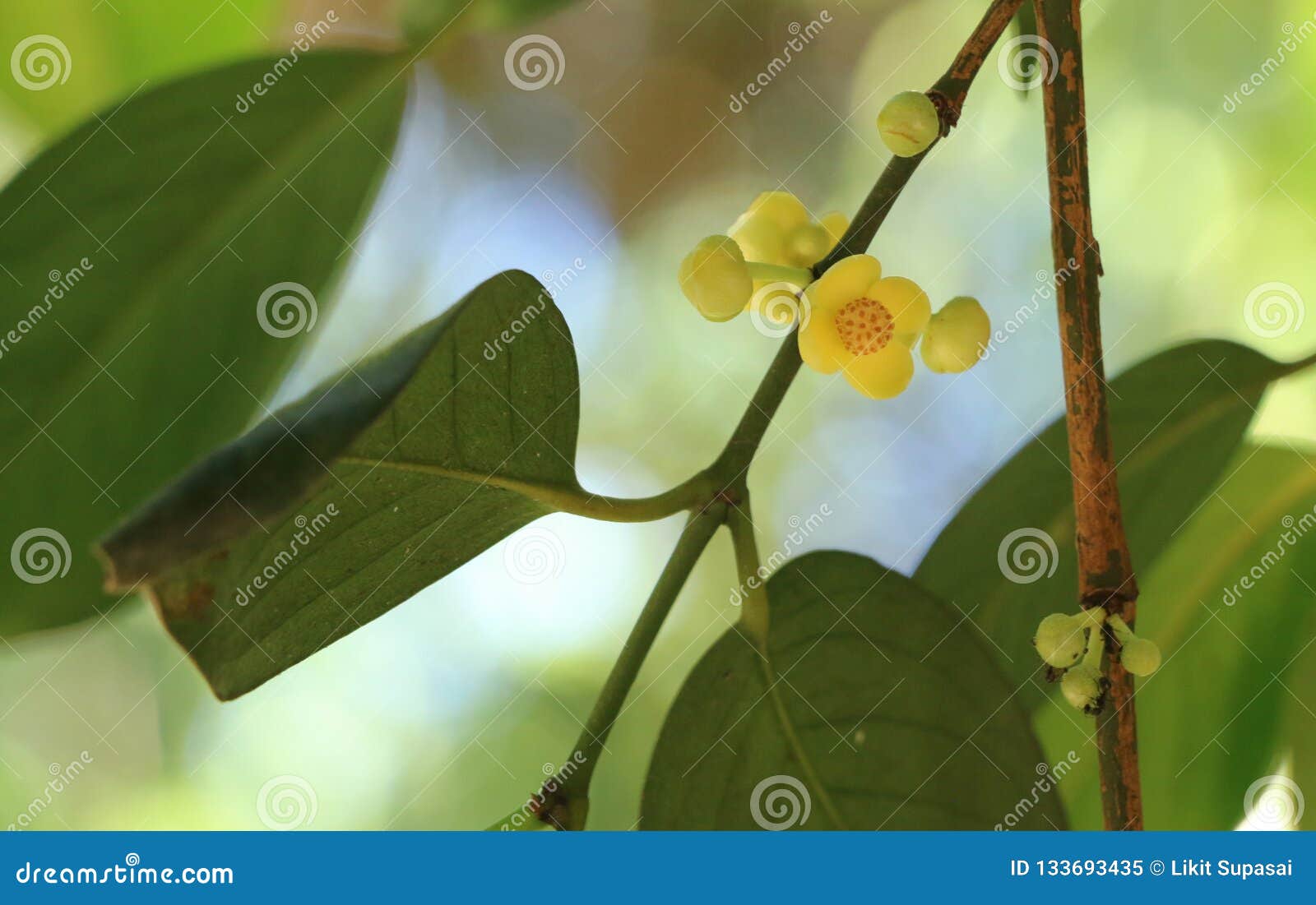 Leaf Gamboge Tree in Thailand Stock Image - Image of garden, tree ...