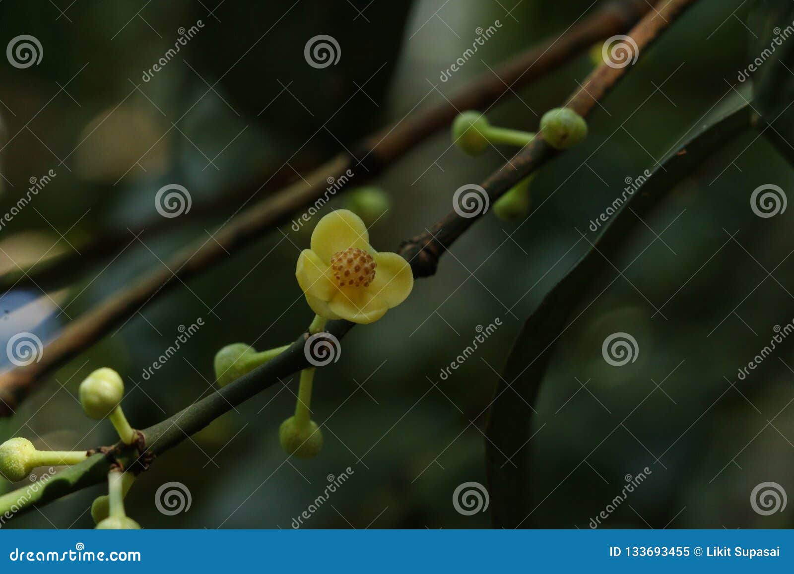 Leaf Gamboge Tree in Thailand Stock Image - Image of tree, skin: 133693455