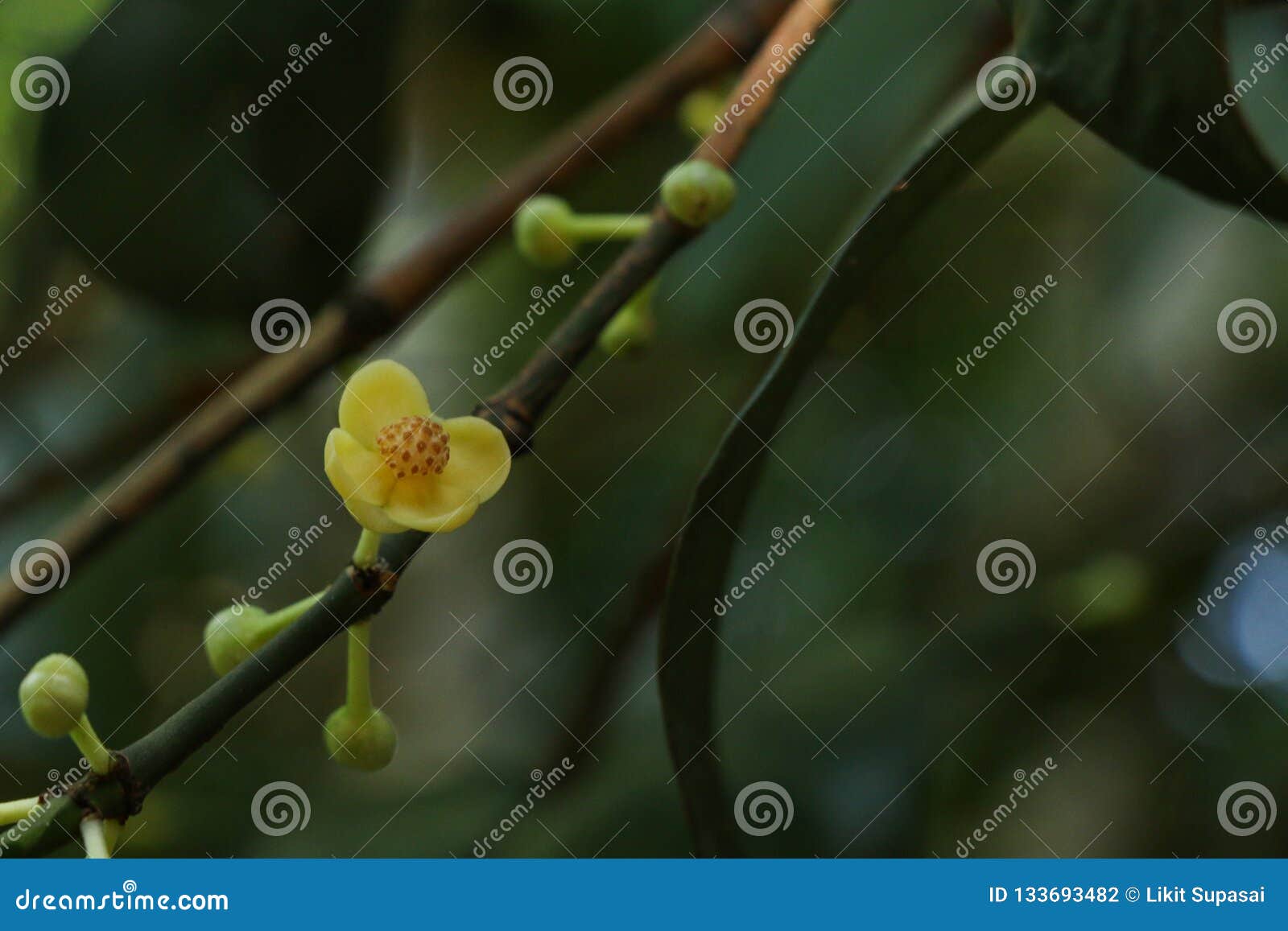 Leaf Gamboge Tree in Thailand Stock Photo - Image of spring, yellow ...