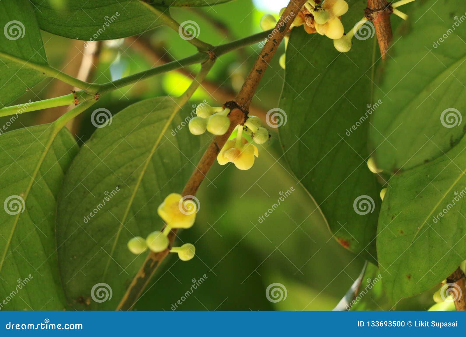 Leaf Gamboge Tree in Thailand Stock Photo - Image of bangladesh, flower ...
