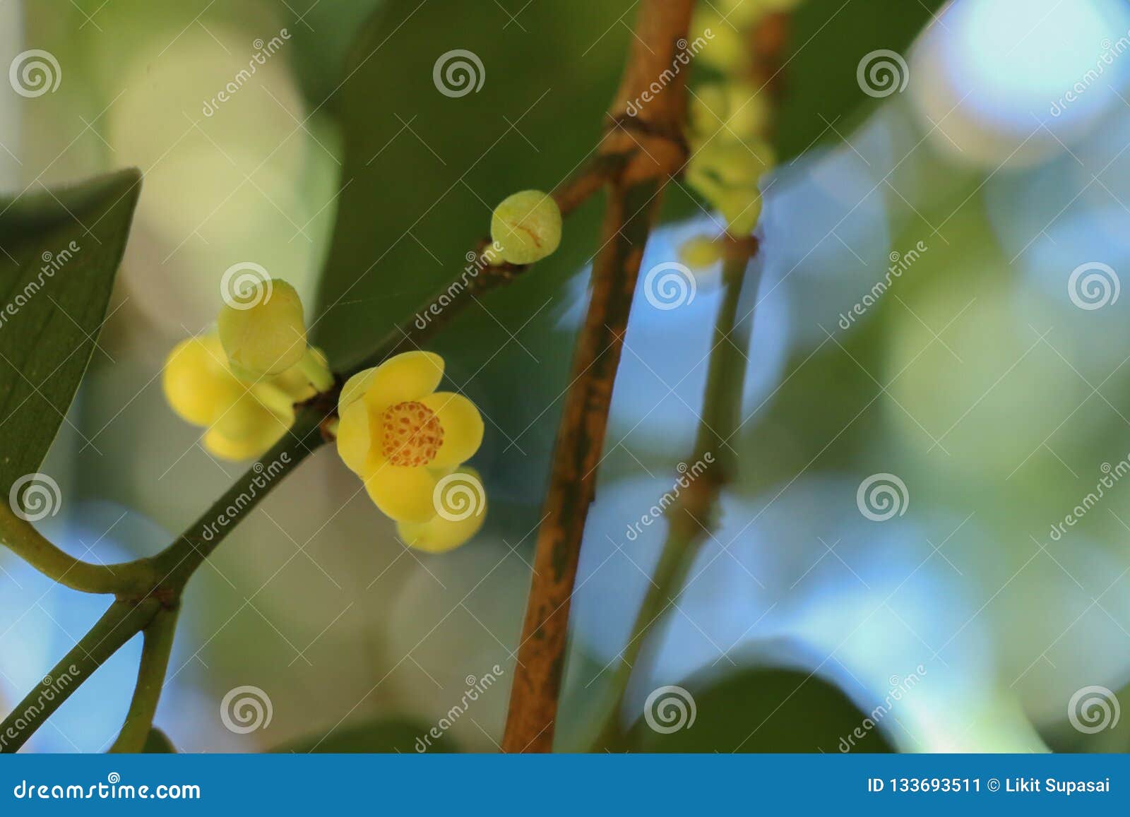 Leaf Gamboge Tree in Thailand Stock Image - Image of garcinia, leaf ...