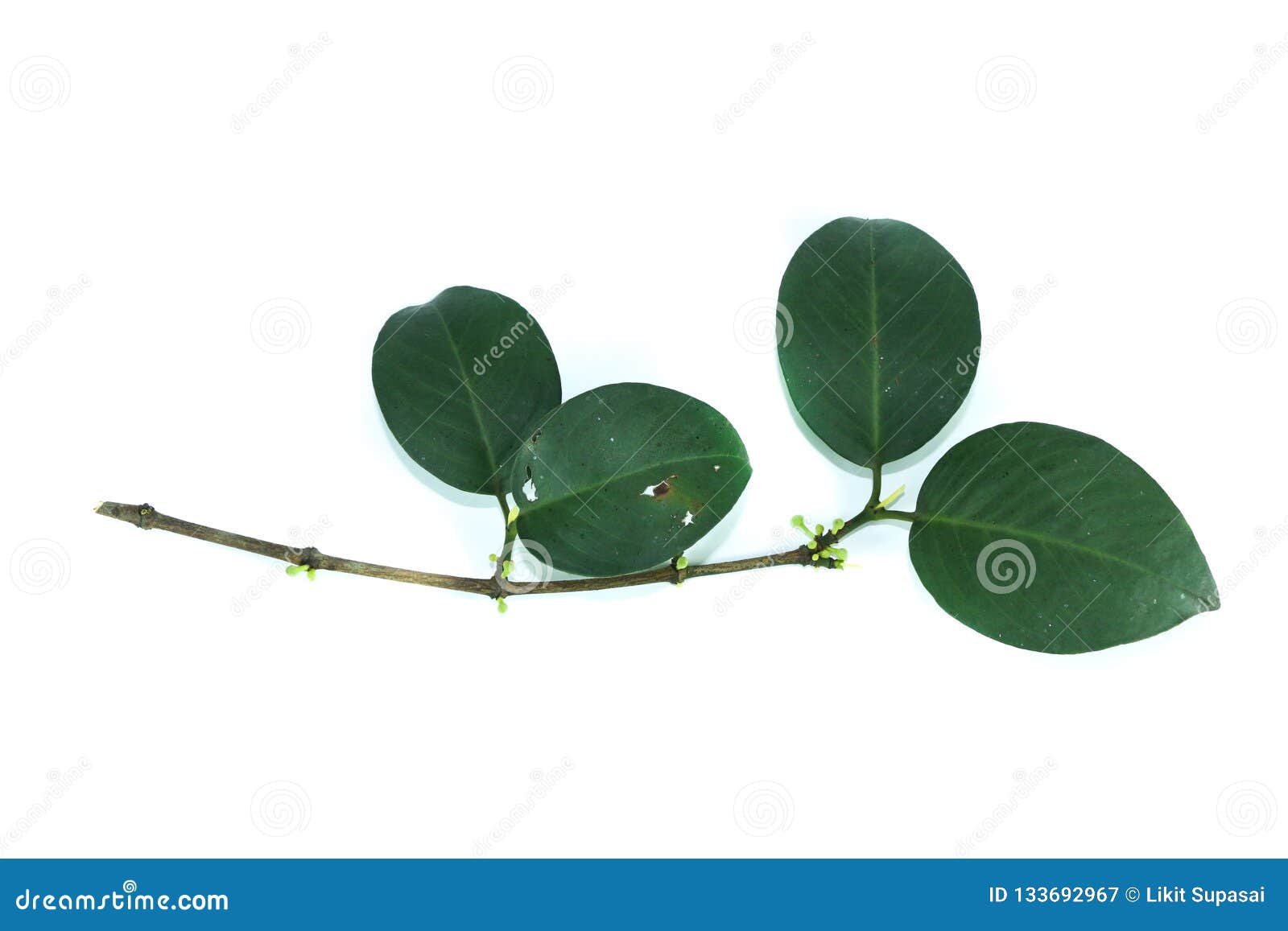 Leaf Gamboge Tree White Background in Studio Stock Image - Image of ...