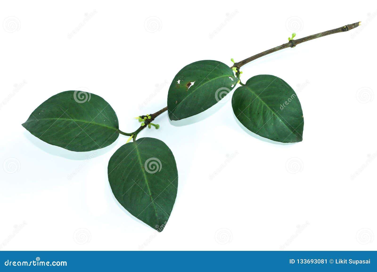 Leaf Gamboge Tree White Background in Studio Stock Image - Image of ...