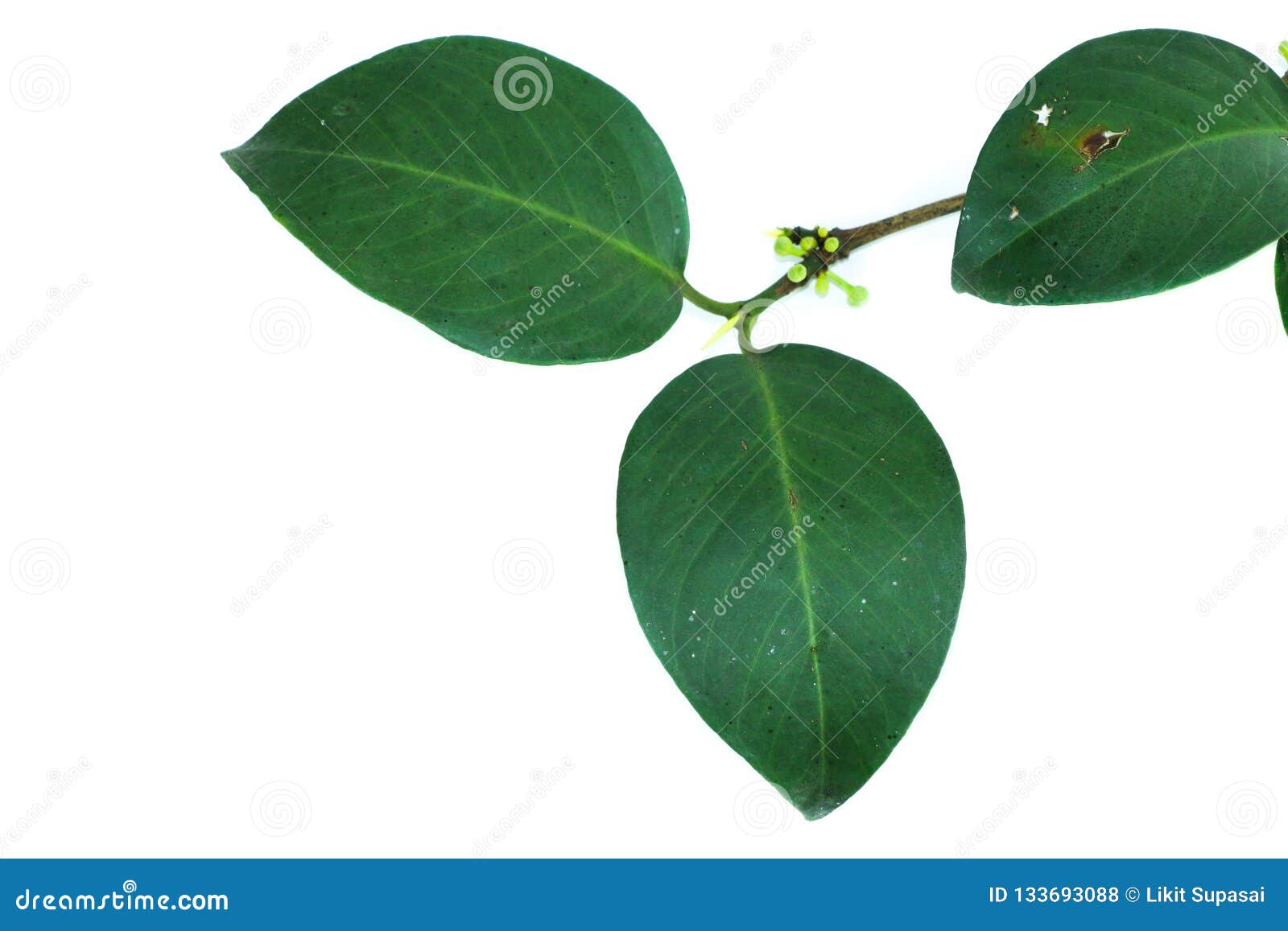 Leaf Gamboge Tree White Background in Studio Stock Photo - Image of ...