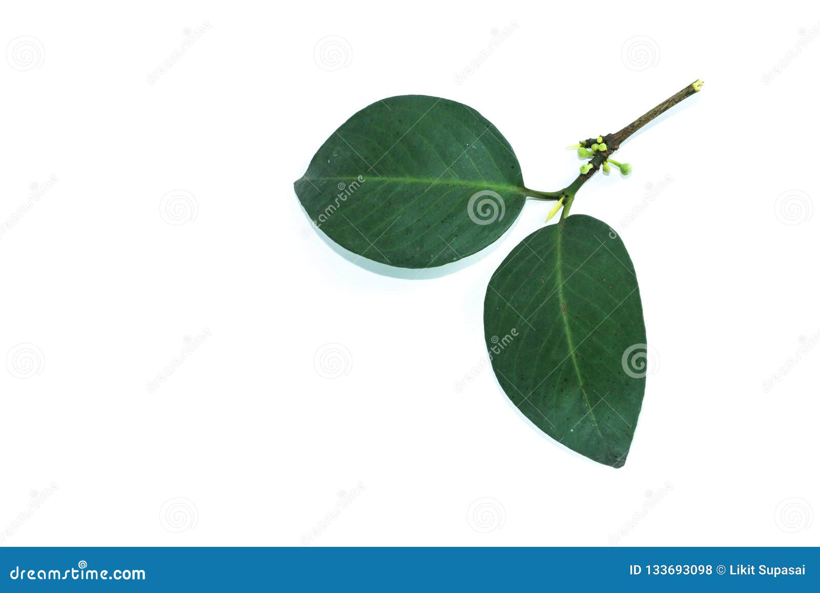 Leaf Gamboge Tree White Background in Studio Stock Photo - Image of ...