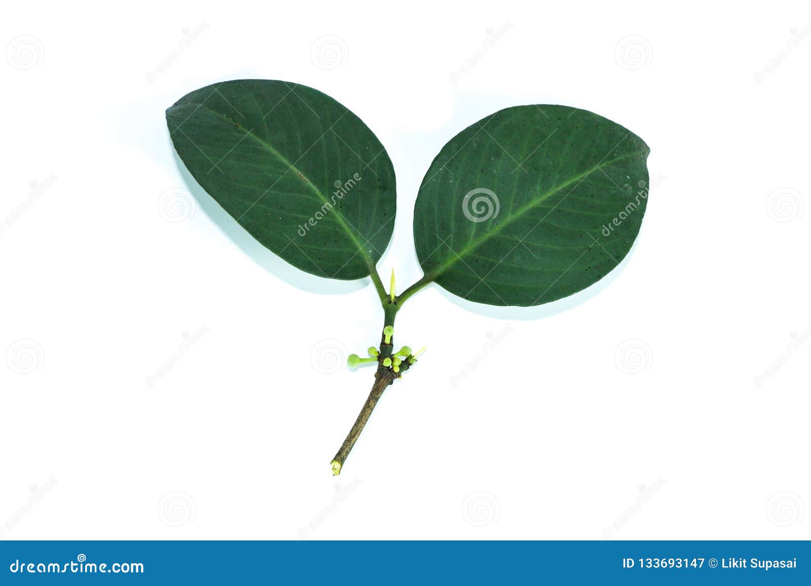 Leaf Gamboge Tree White Background in Studio Stock Image - Image of ...