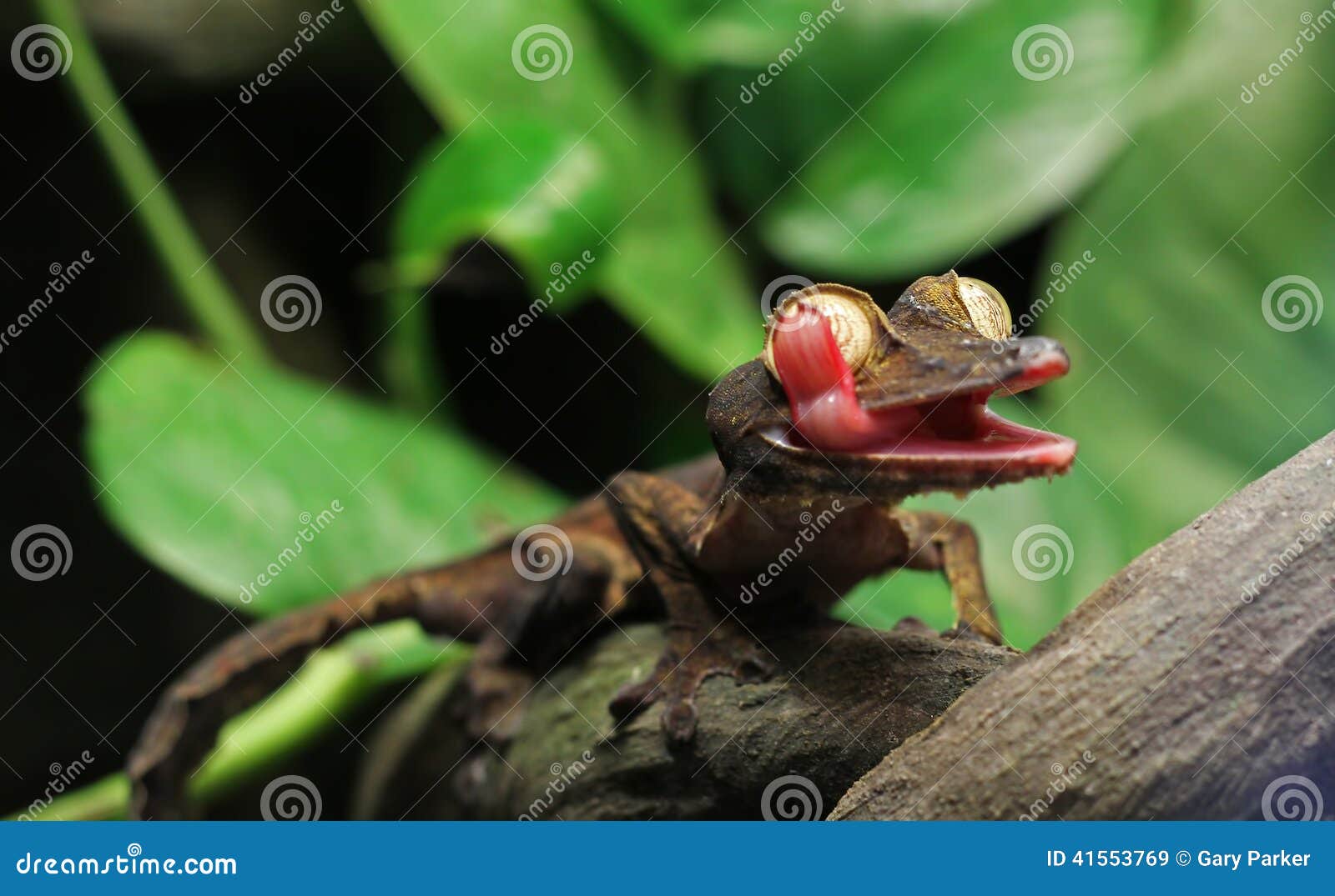 Leaf Gecko stock image. Image of lizard, rainforest, brown - 41553769