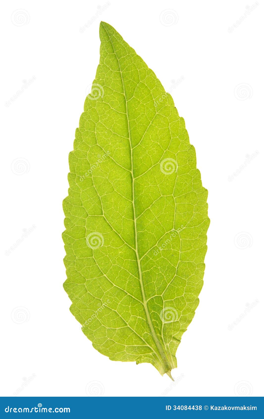 Leaf of Giant Bellflower Isolated on White Stock Photo - Image of flora ...