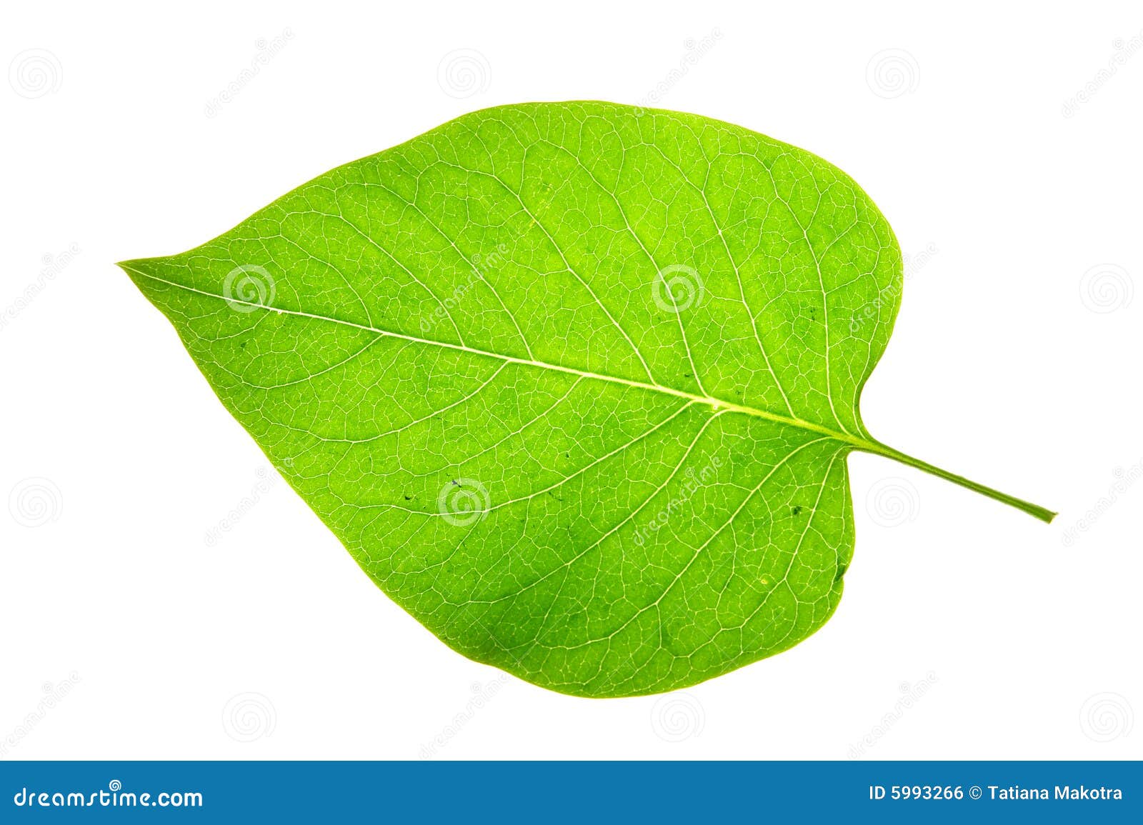 Leaf On A Gleam Picture. Image: 5993266