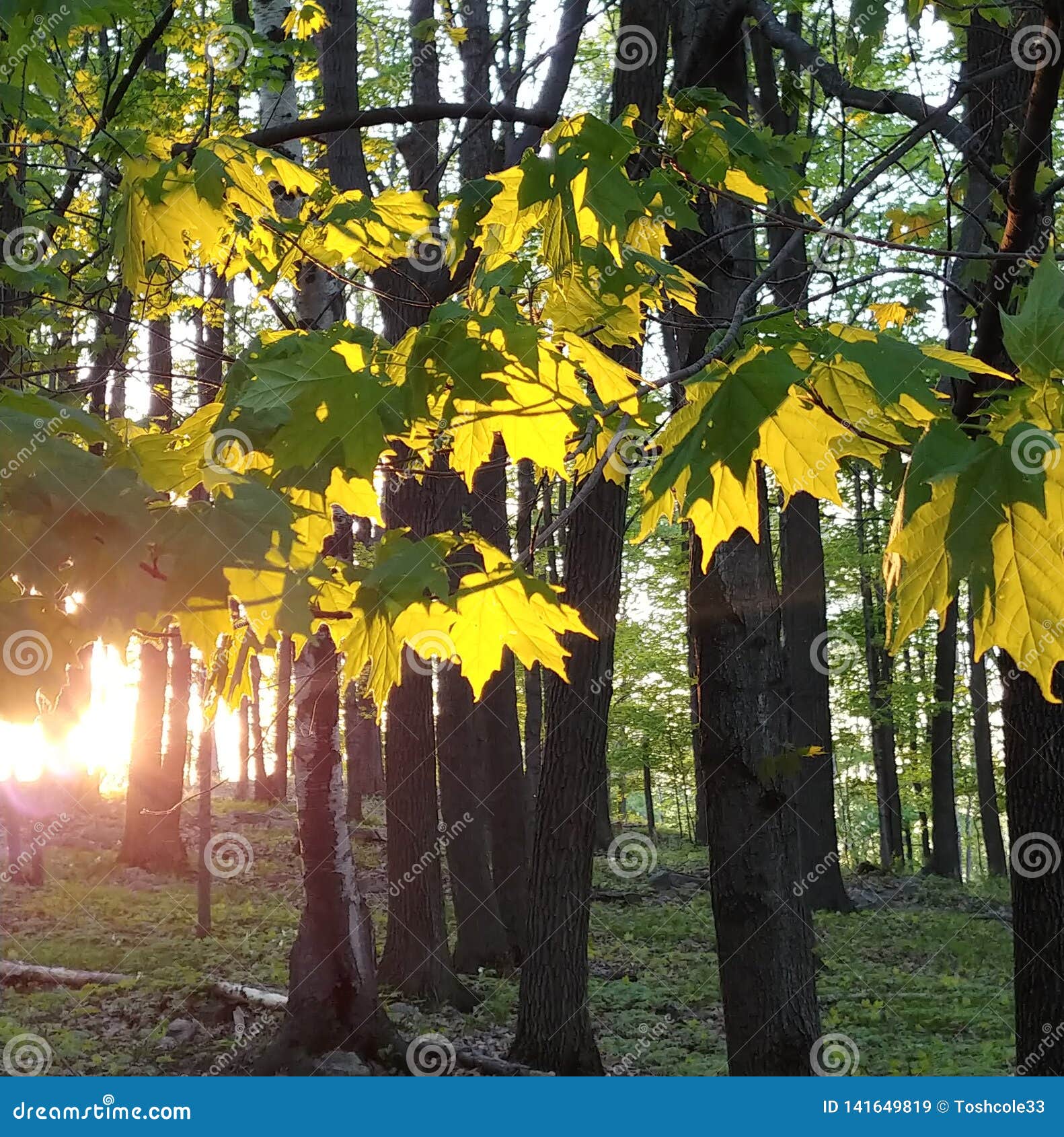 Leaf Glow stock image. Image of glow, trees, green, leaf - 141649819