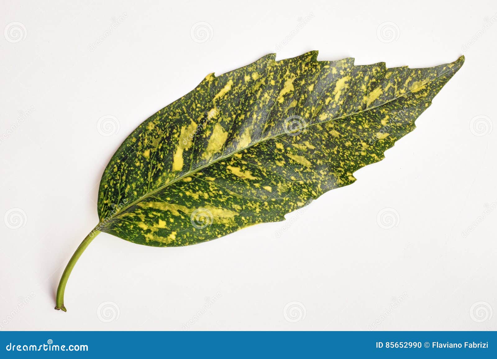 Leaf of gold dust plant stock photo. Image of yellow - 85652990