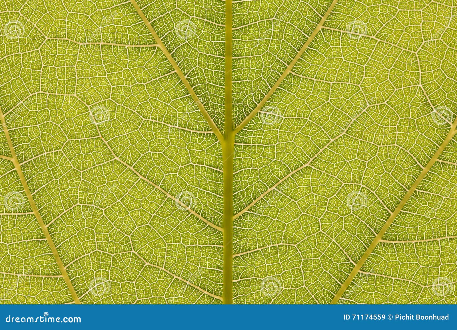 Leaf and Grain Leaf Texture Stock Image - Image of flora, fabric: 71174559