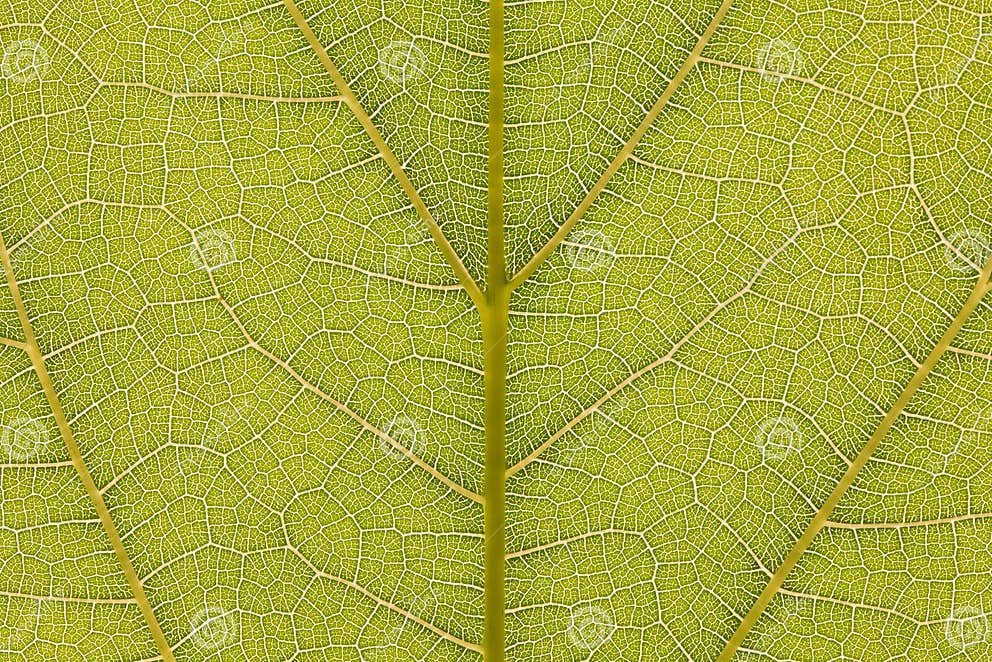 Leaf and Grain Leaf Texture Stock Image - Image of flora, fabric: 71174559