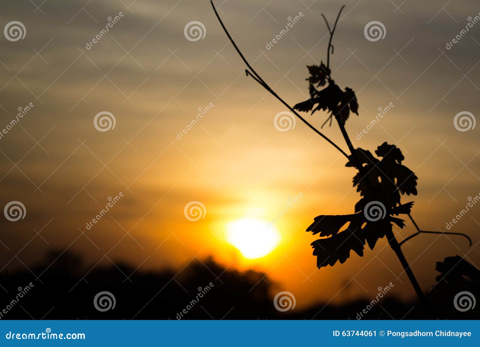 Leaf grape in black shadow stock image. Image of bunch - 63744061