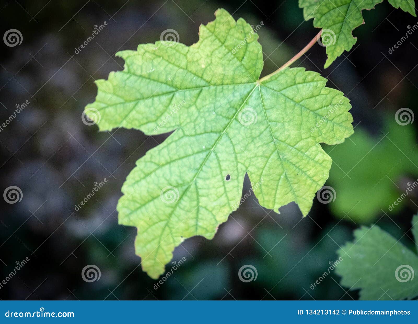 Leaf, Grape Leaves, Grapevine Family, Plant Pathology Picture. Image ...