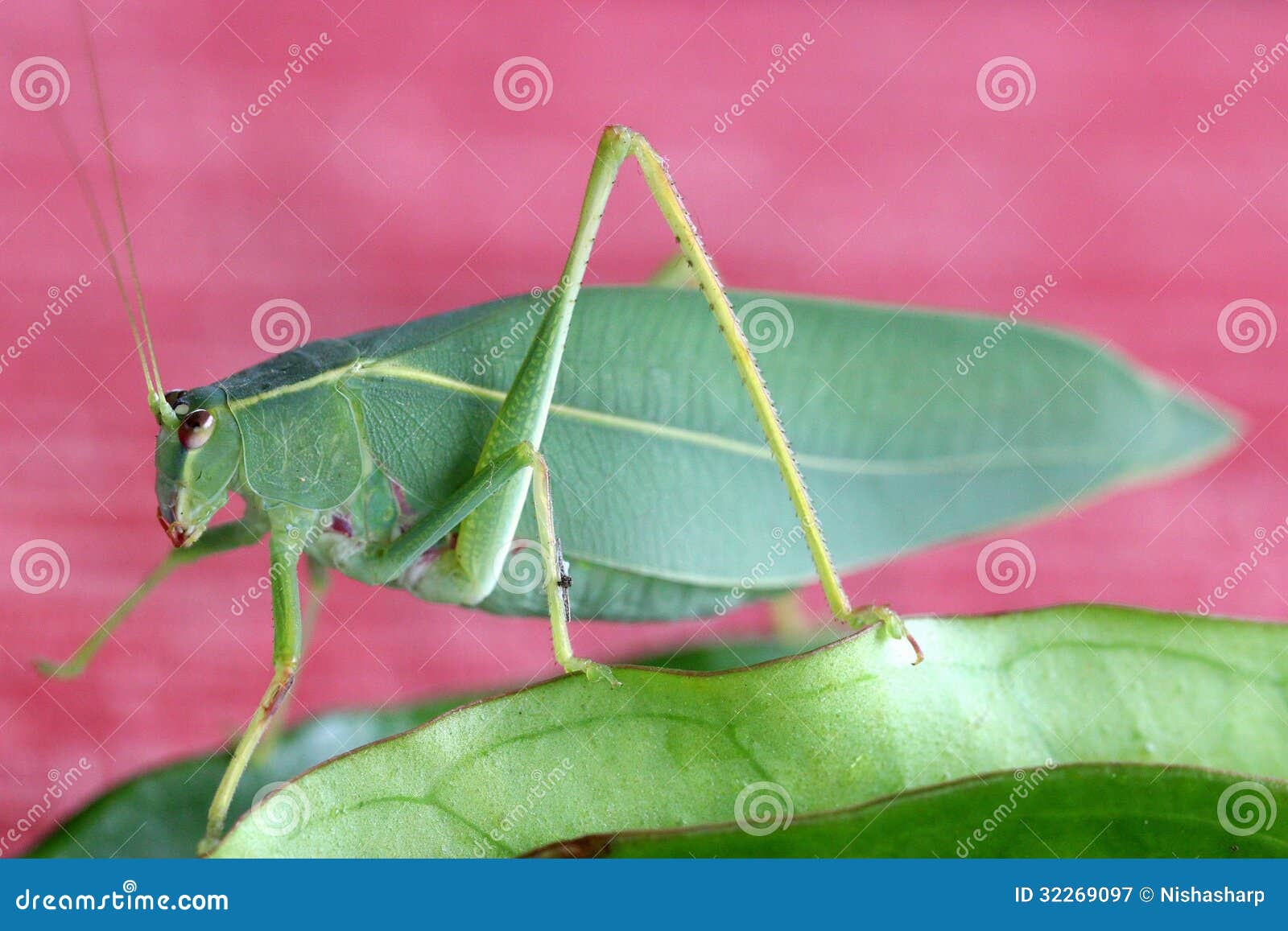 Leaf grasshopper stock image. Image of entomology, natural - 32269097