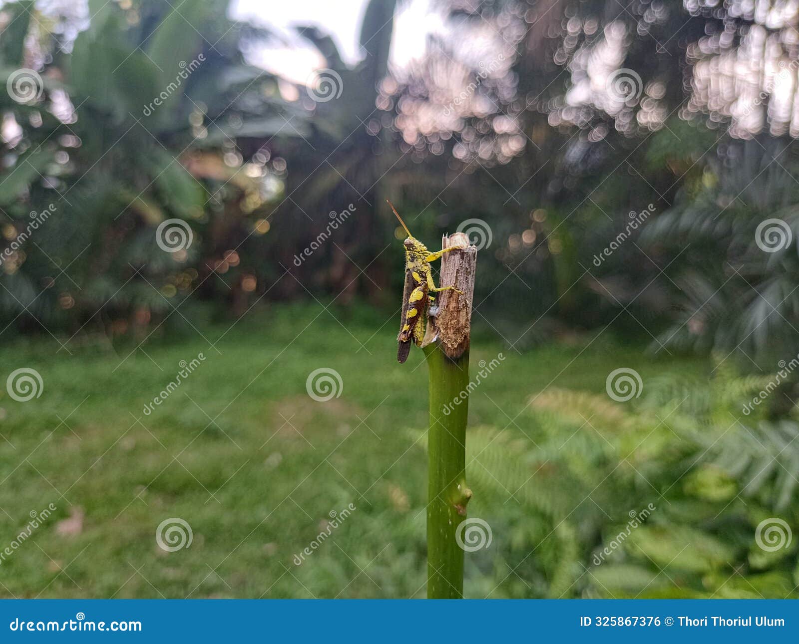 A Leaf Grasshopper Insect with the Latin Name Phyllium Fulchrifolium ...