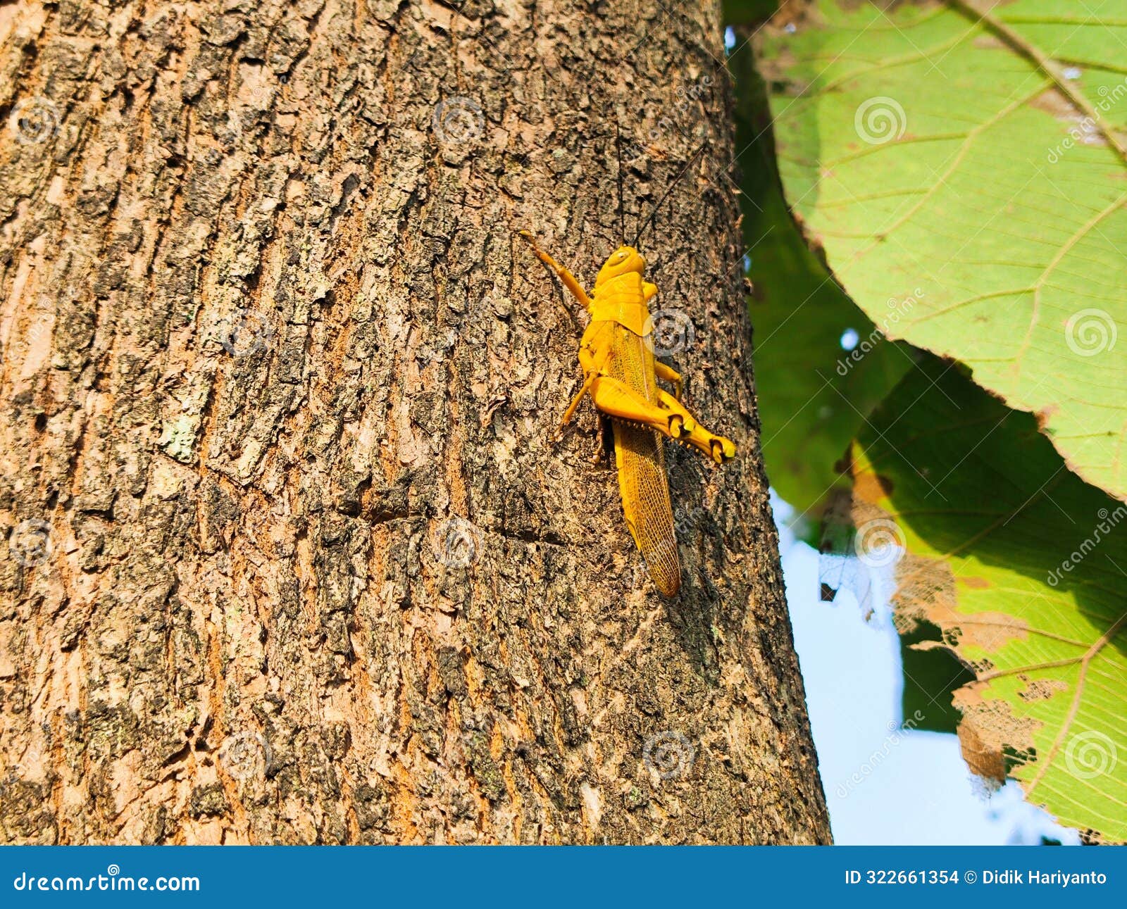 Teak And Grasshopper Leaves Stock Photography | CartoonDealer.com ...