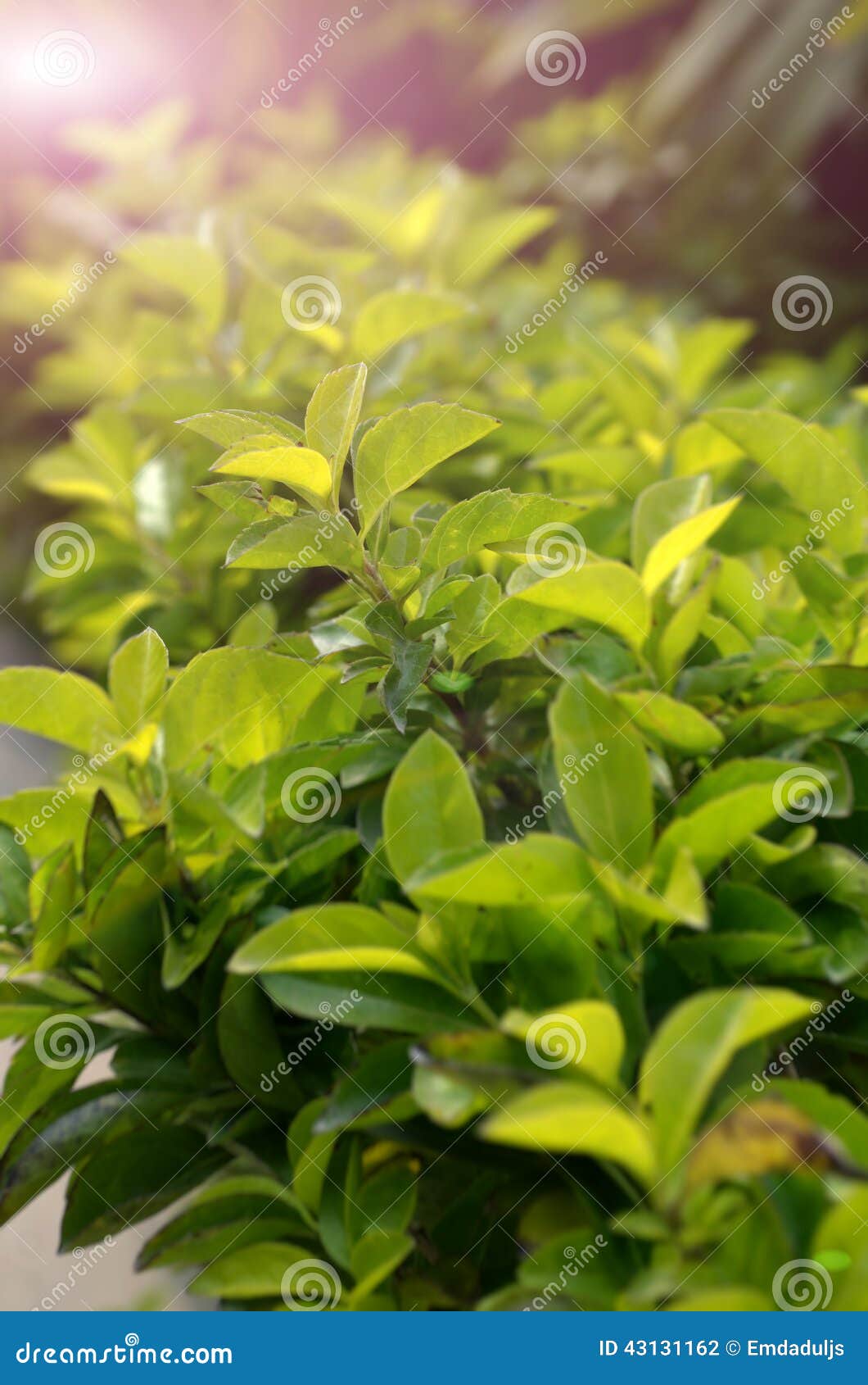 Leaf stock photo. Image of beautiful, environment, grow - 43131162